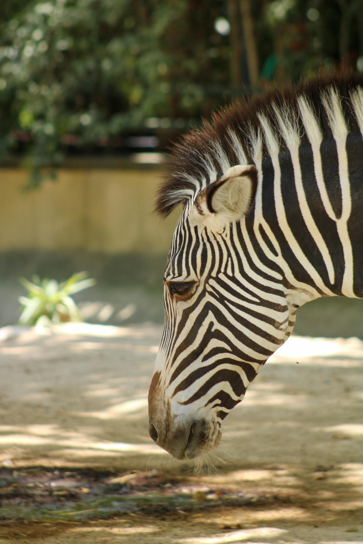 Pictures Of Zebra Photos, Download The BEST Free Pictures Of Zebra ...