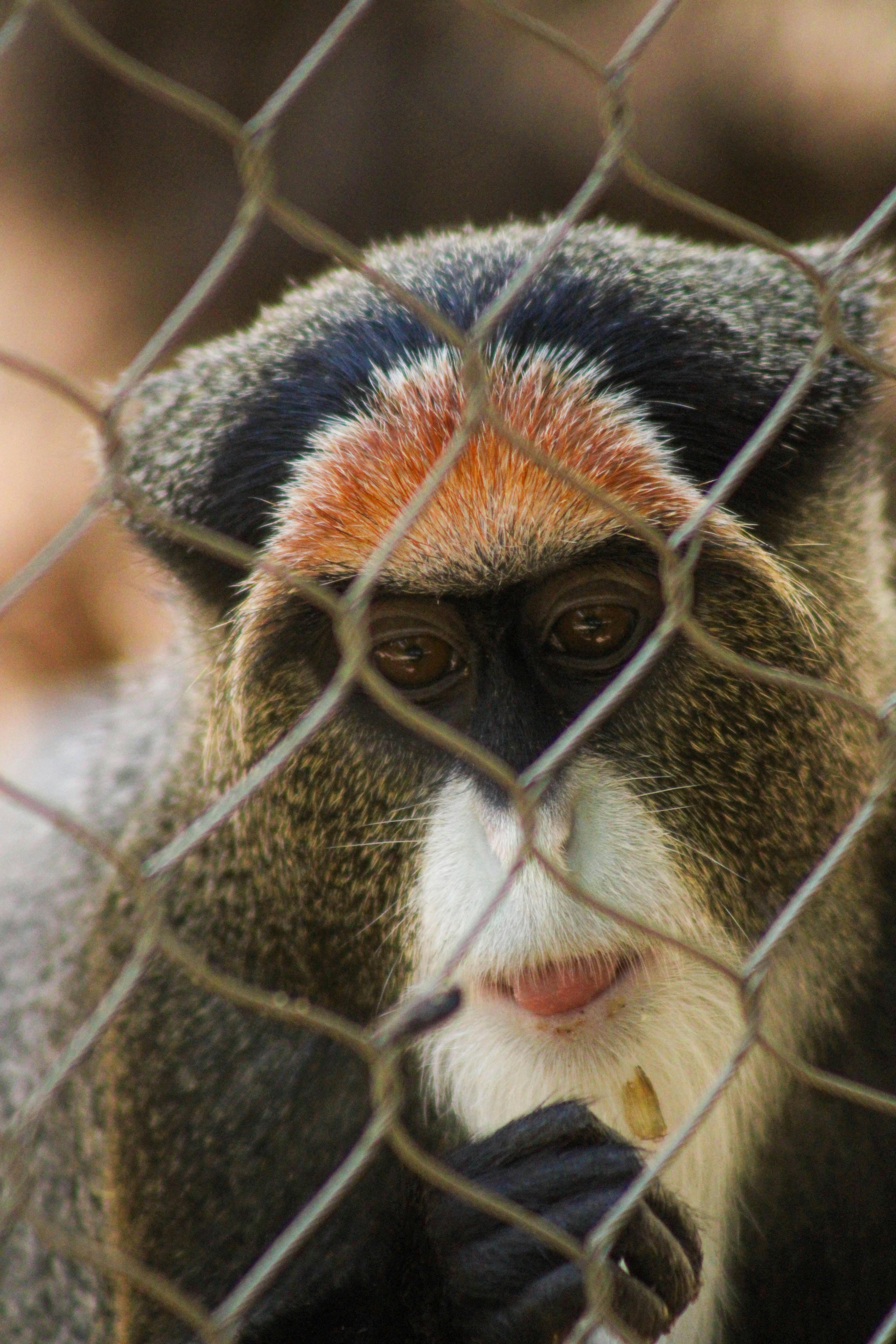Monkey behind Fence · Free Stock Photo