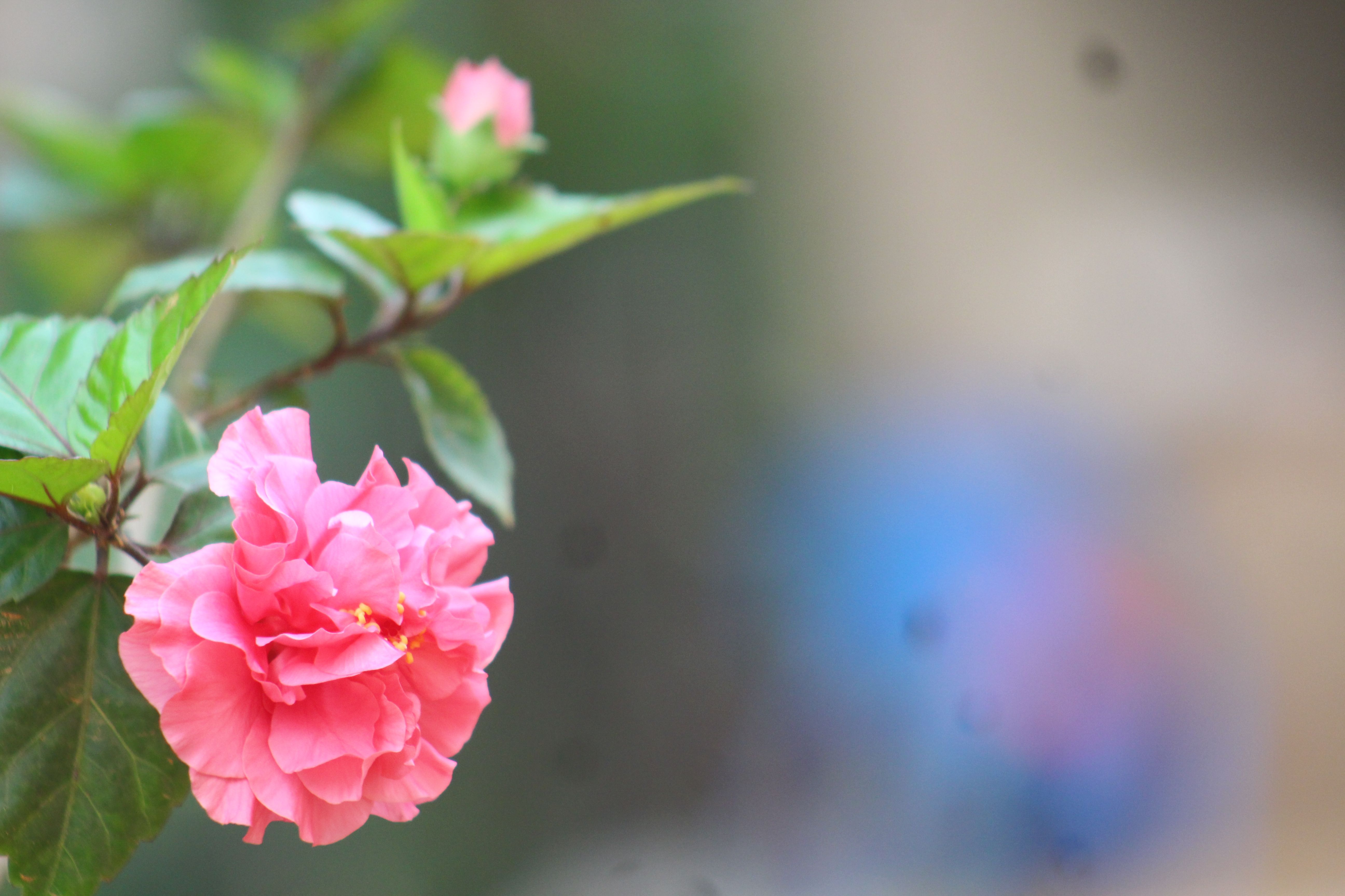 Gyana Chadak - Photography