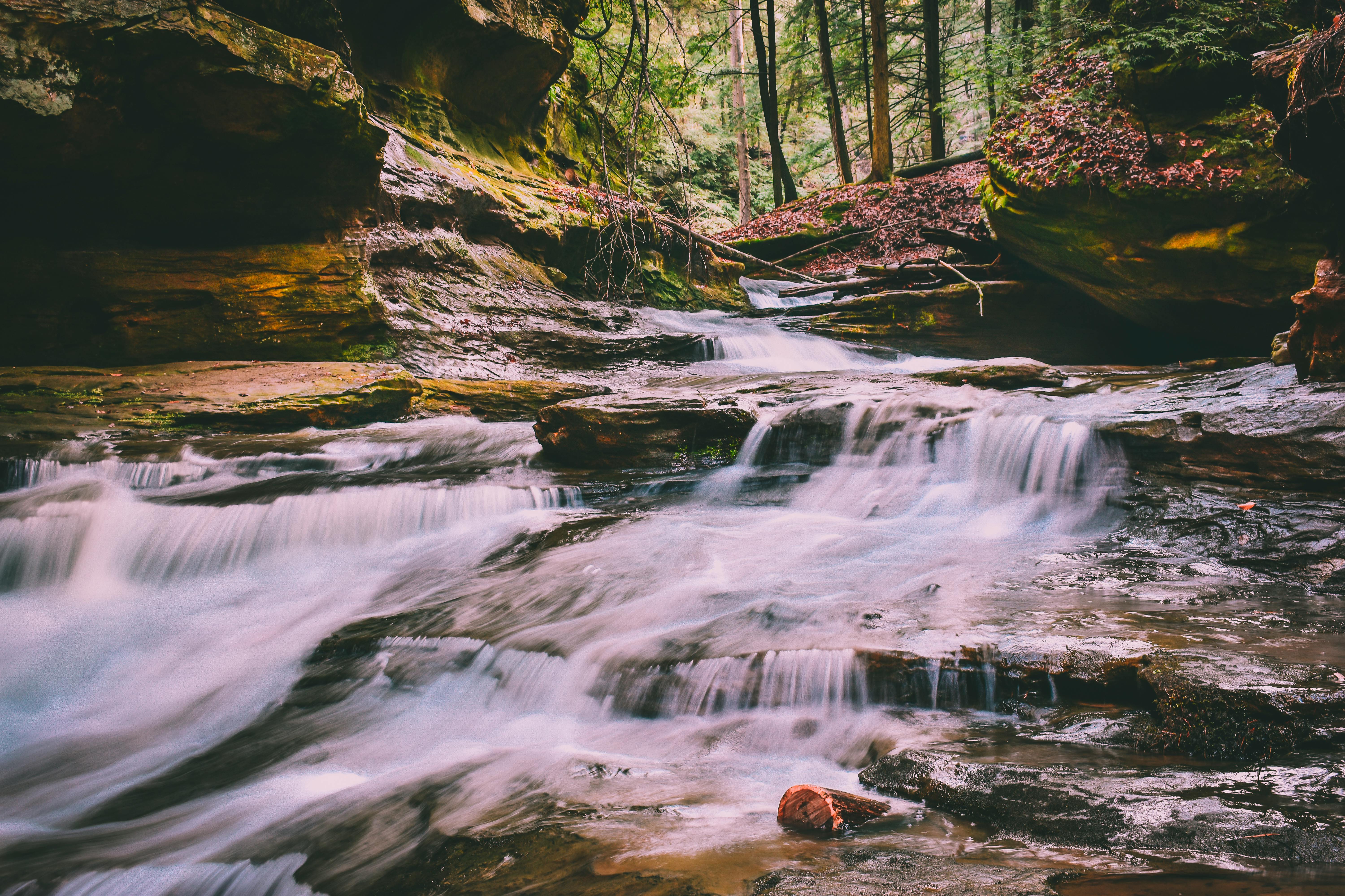 Creek in a Forest · Free Stock Photo