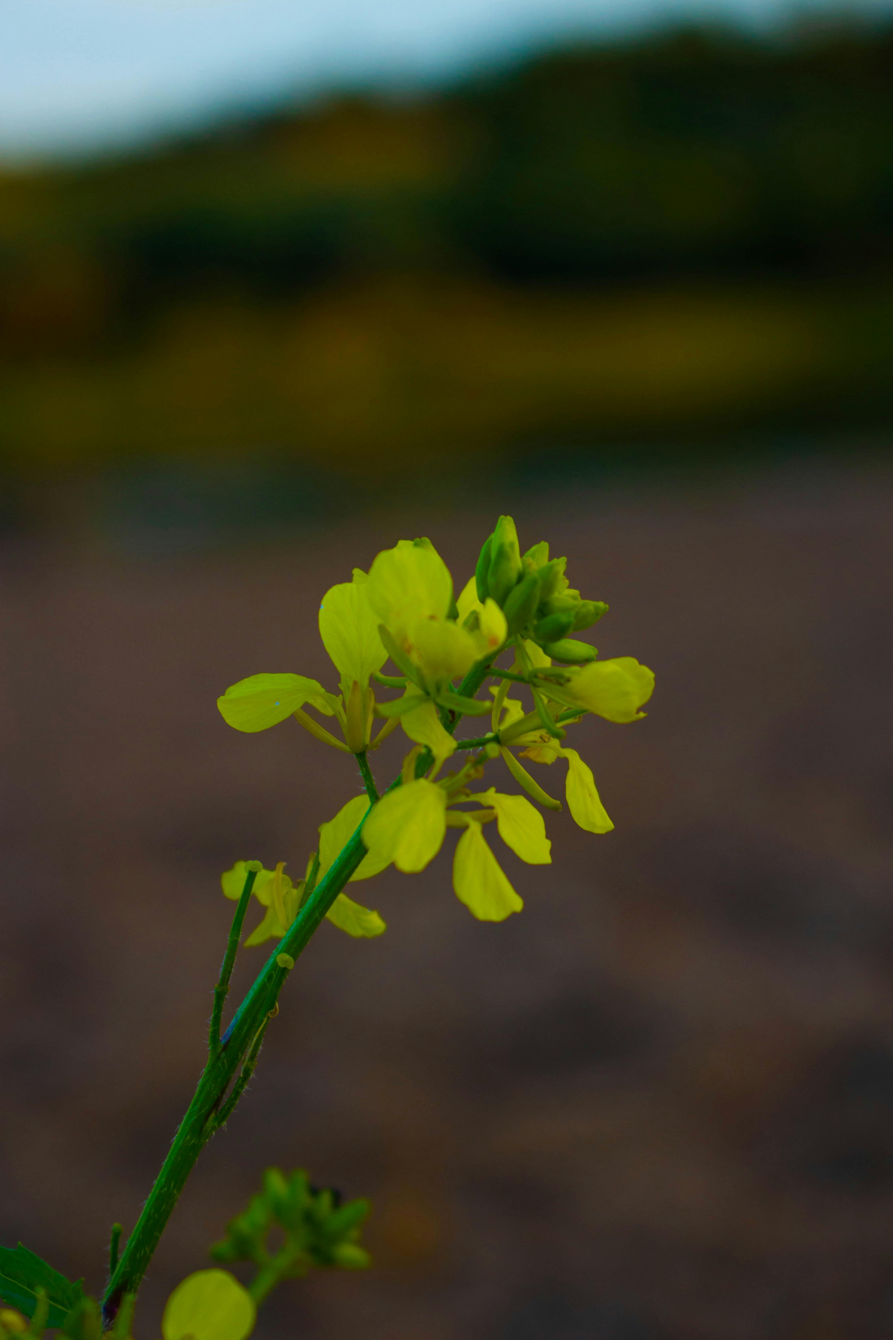 Rami Naser - Photography