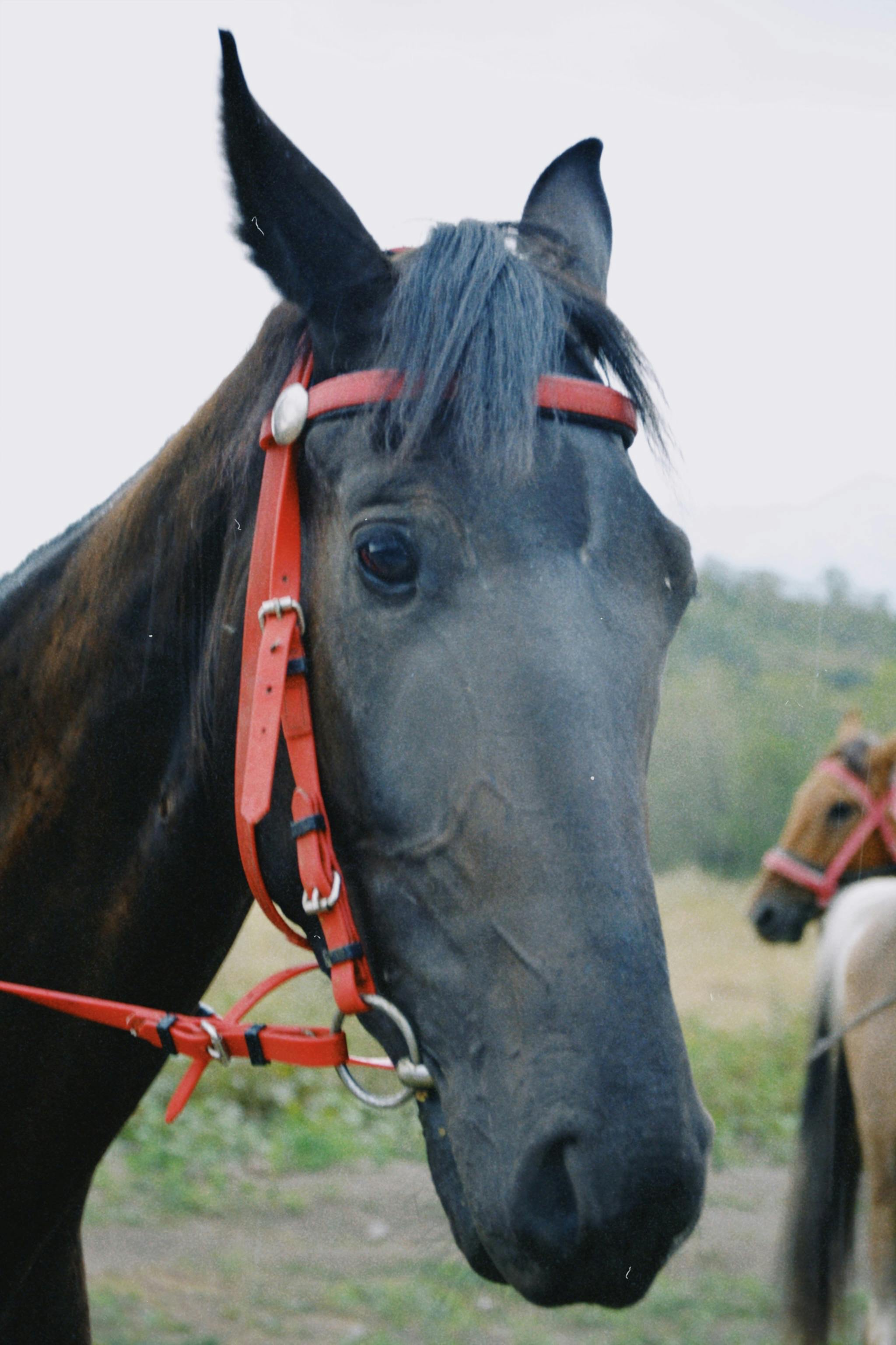 A close up of a horse with a red bridle · Free Stock Photo