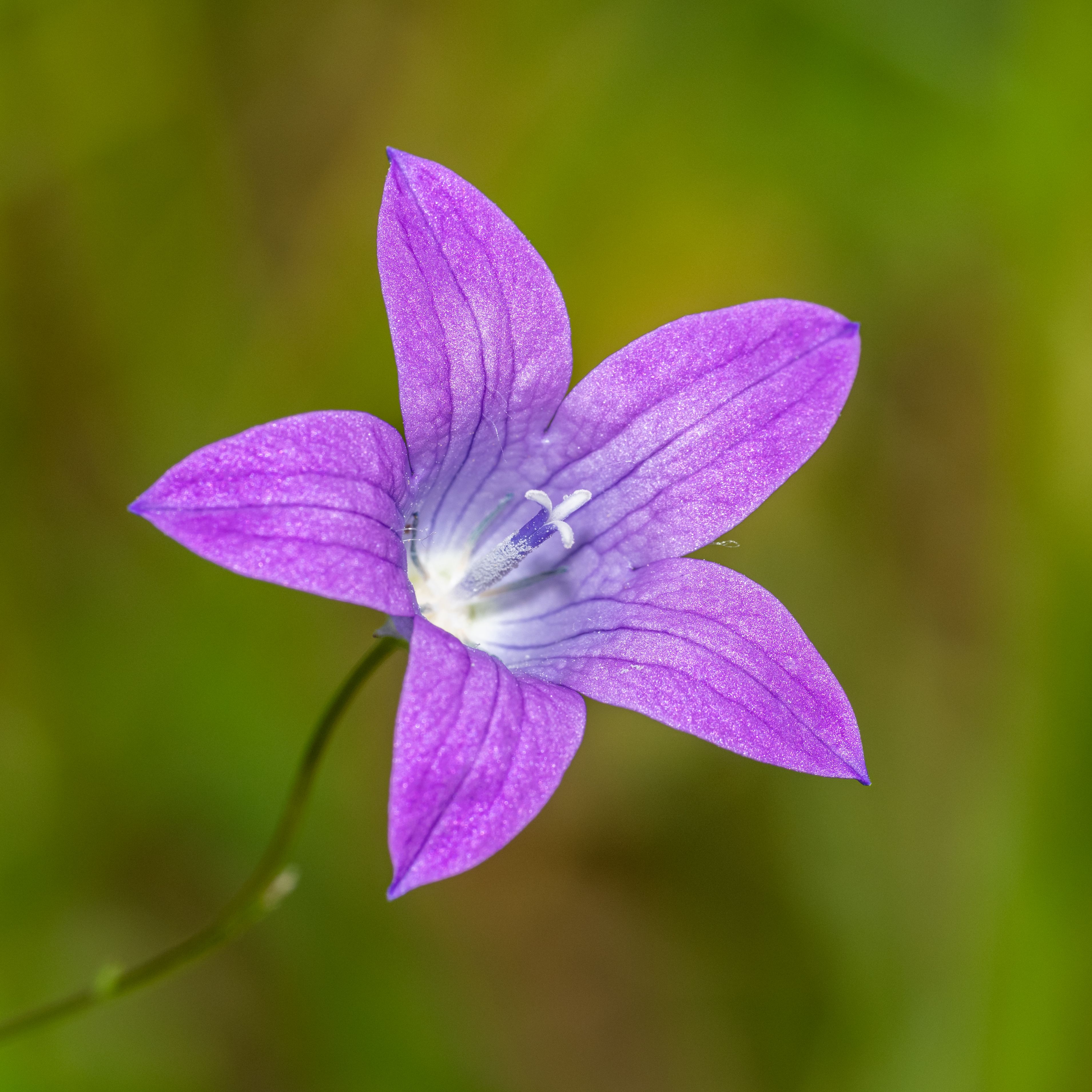 Flower Flower Beauty Photos, Download The BEST Free Flower Flower ...