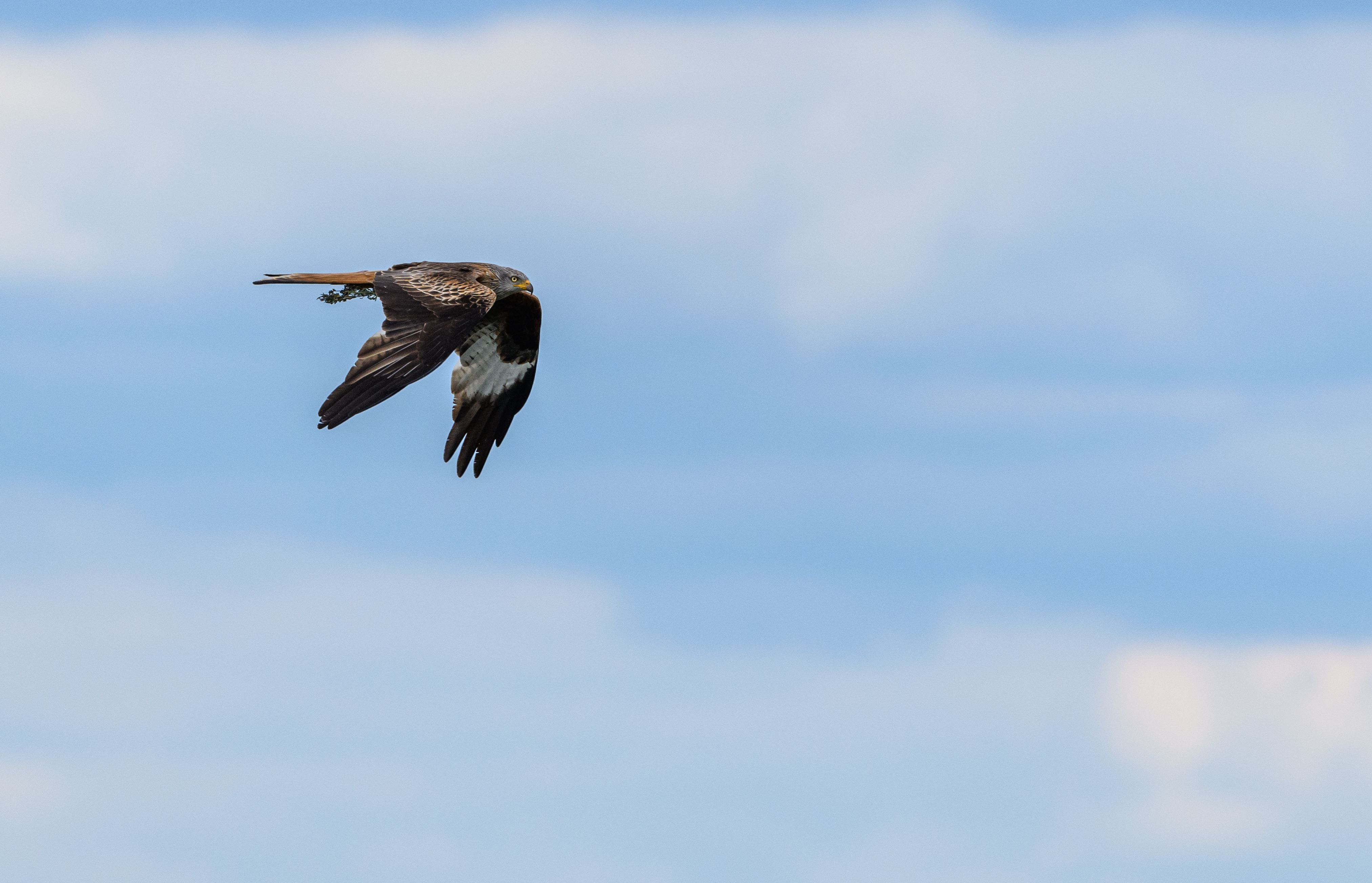 Kite Bird Flying on Sky · Free Stock Photo