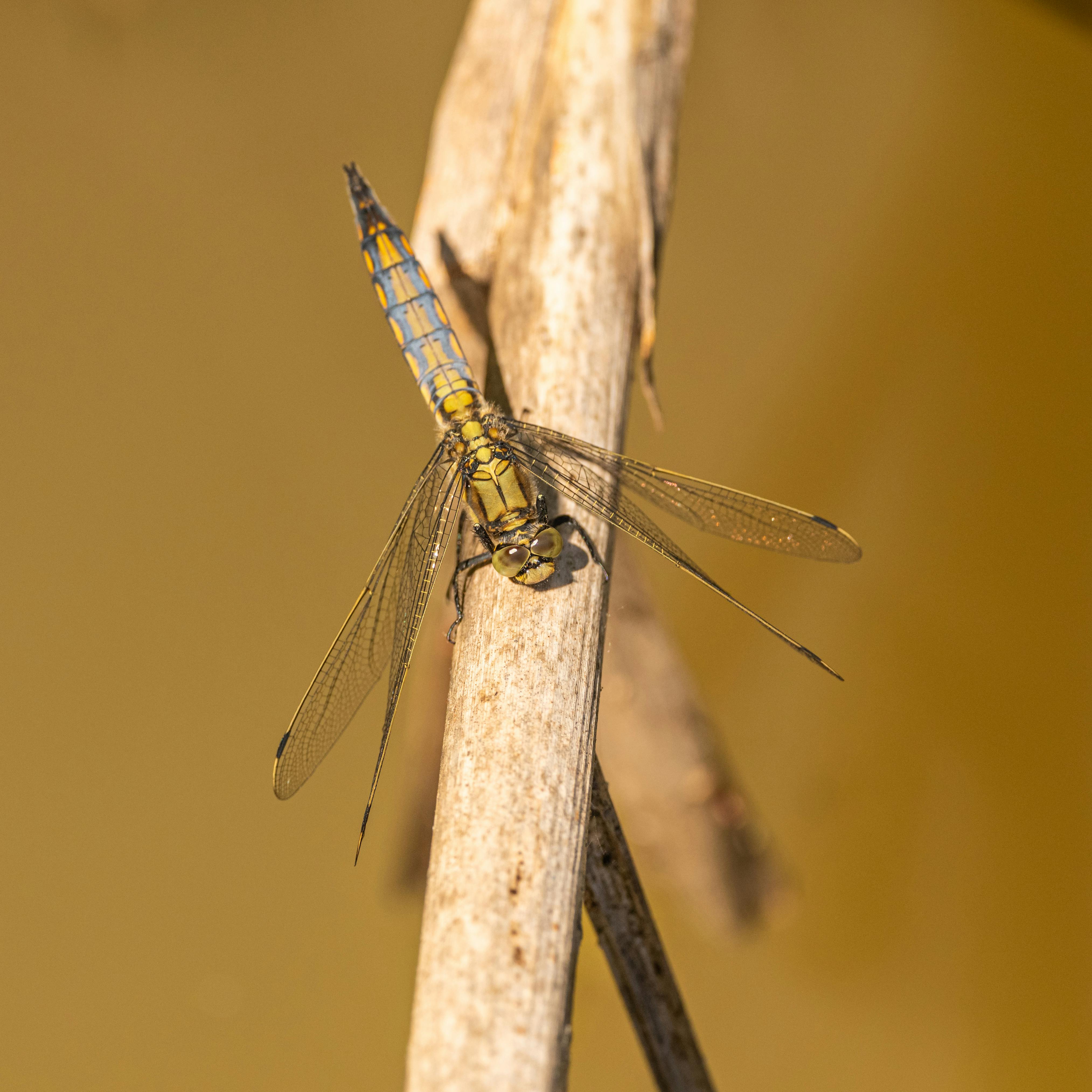 Dragonfly Images Photos, Download The BEST Free Dragonfly Images Stock ...