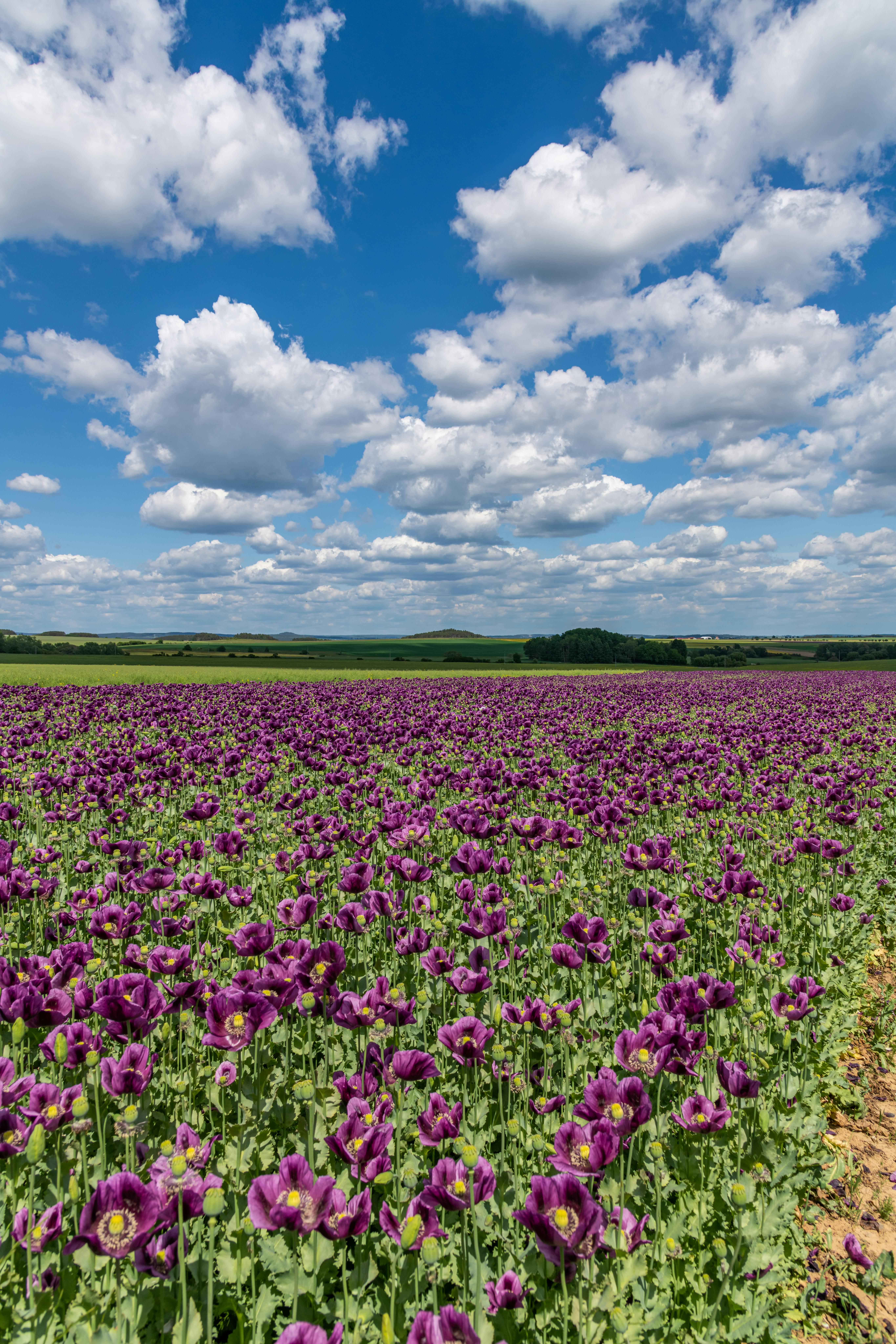 A Field of Purple Poppies · Free Stock Photo