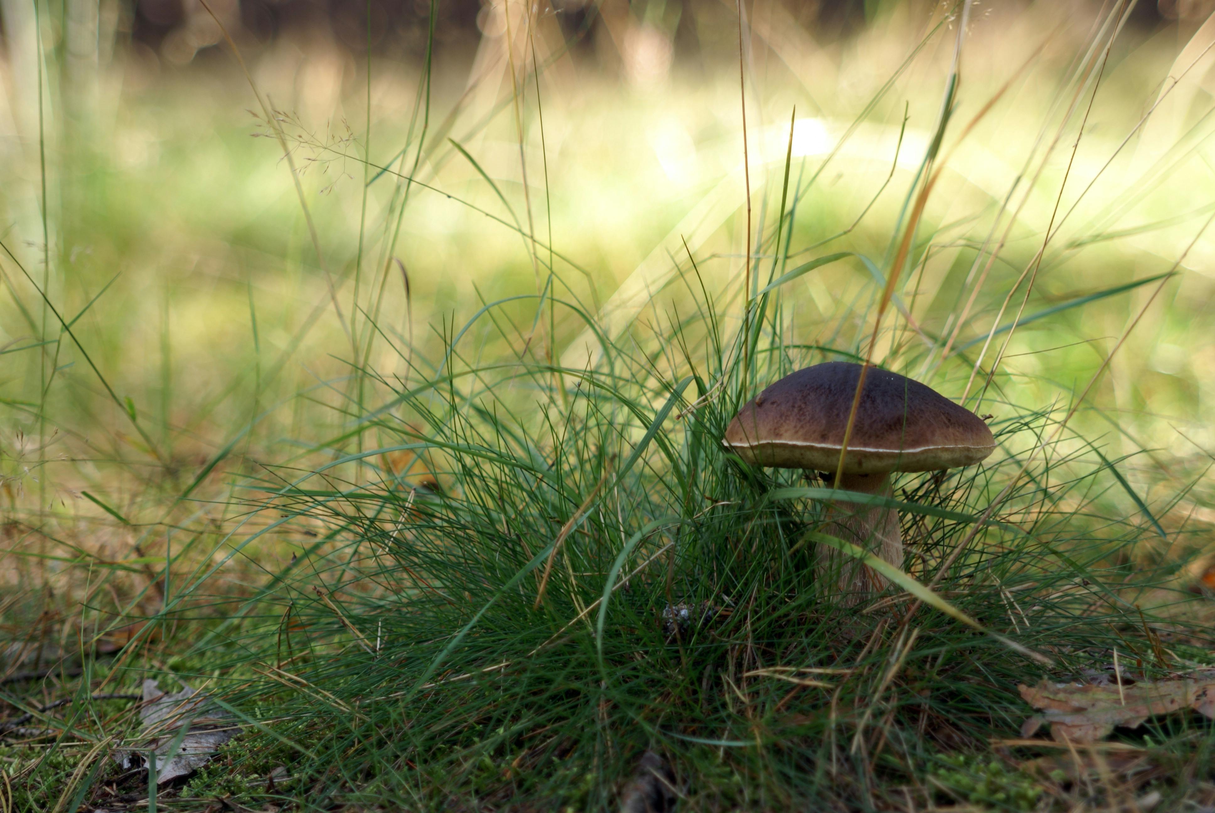 Three Brown Buttom Mushrooms Beside Grasses · Free Stock Photo