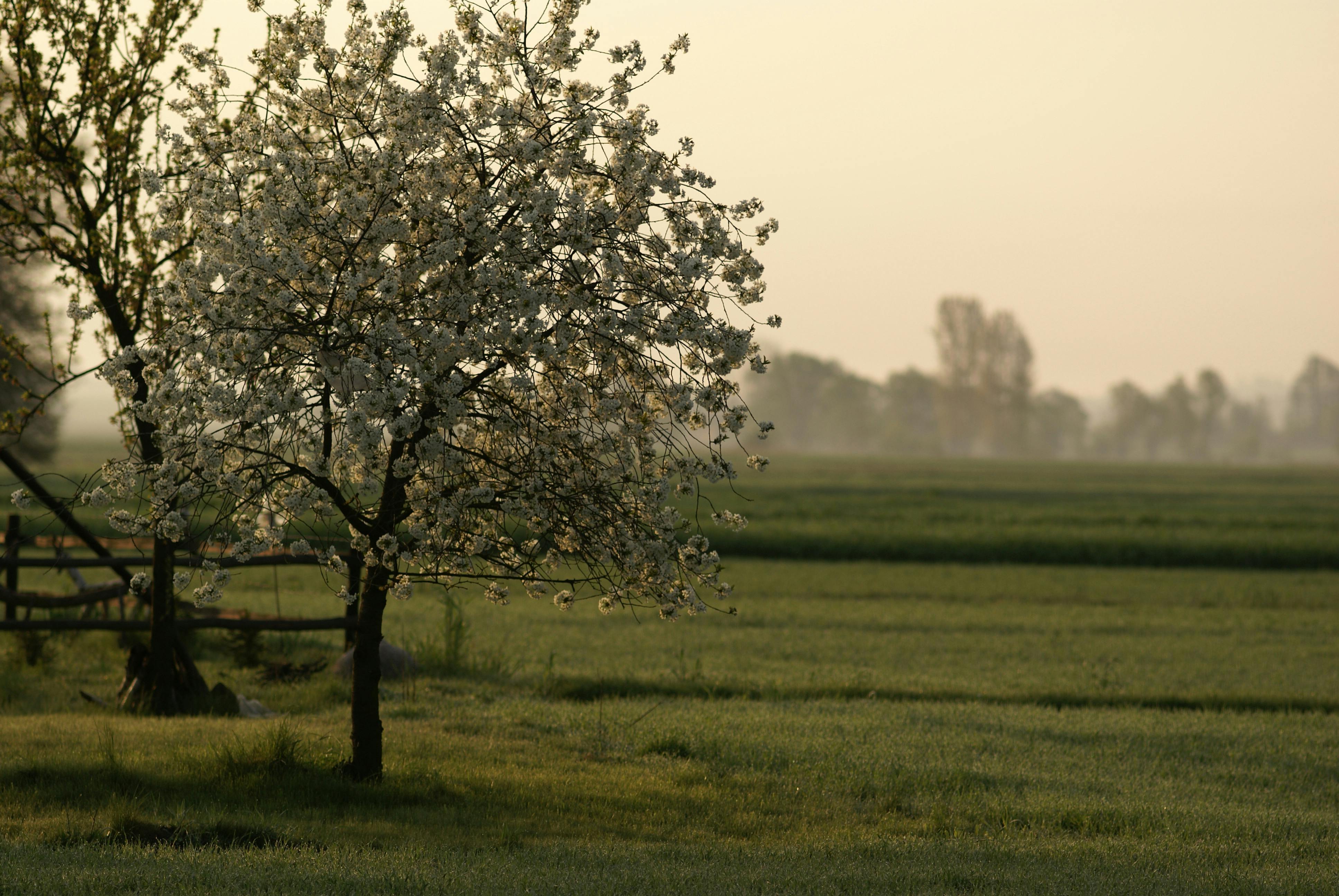 Folio Diesel Tree Photos, Download The BEST Free Folio Diesel Tree ...