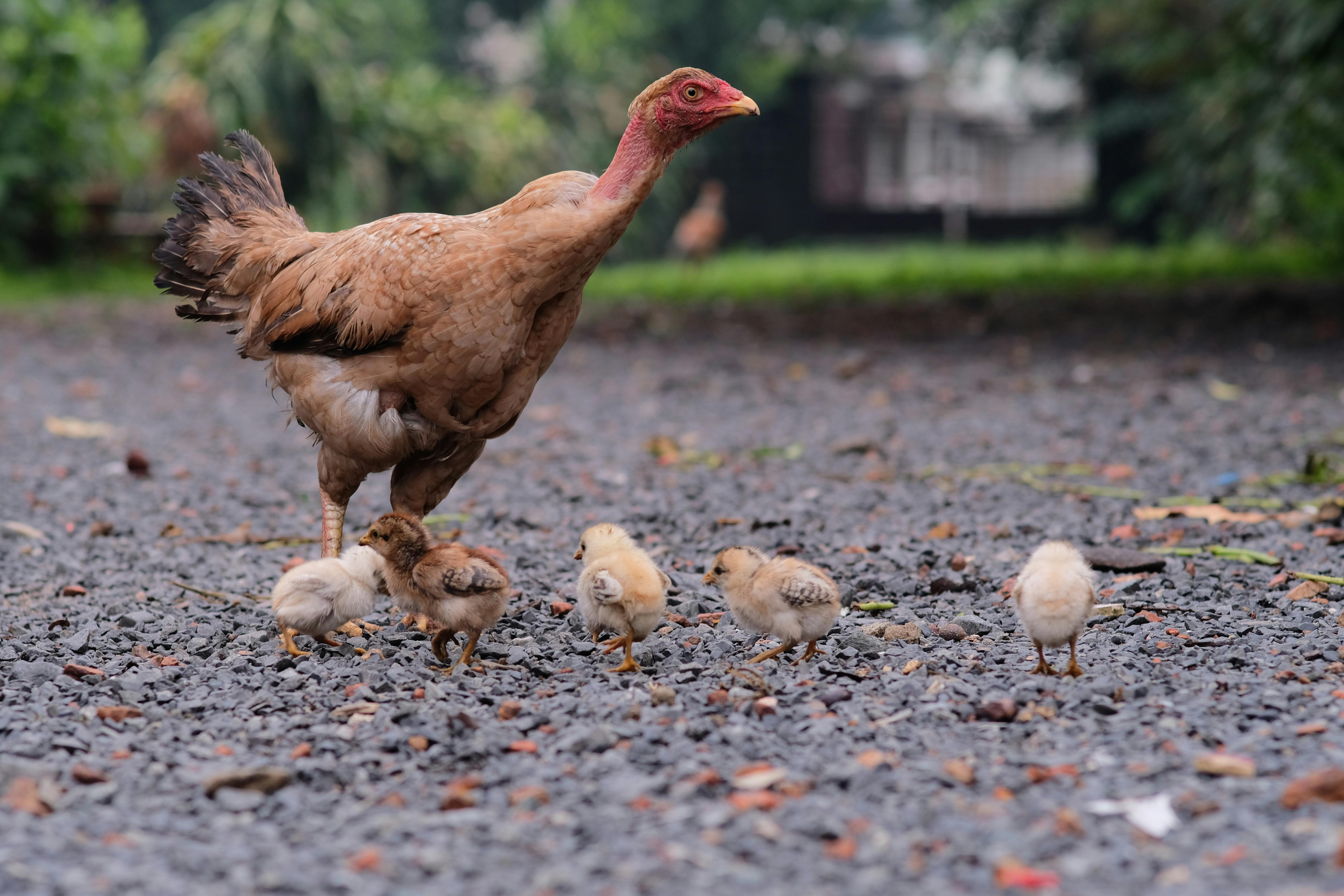 Hen and Chickens · Free Stock Photo