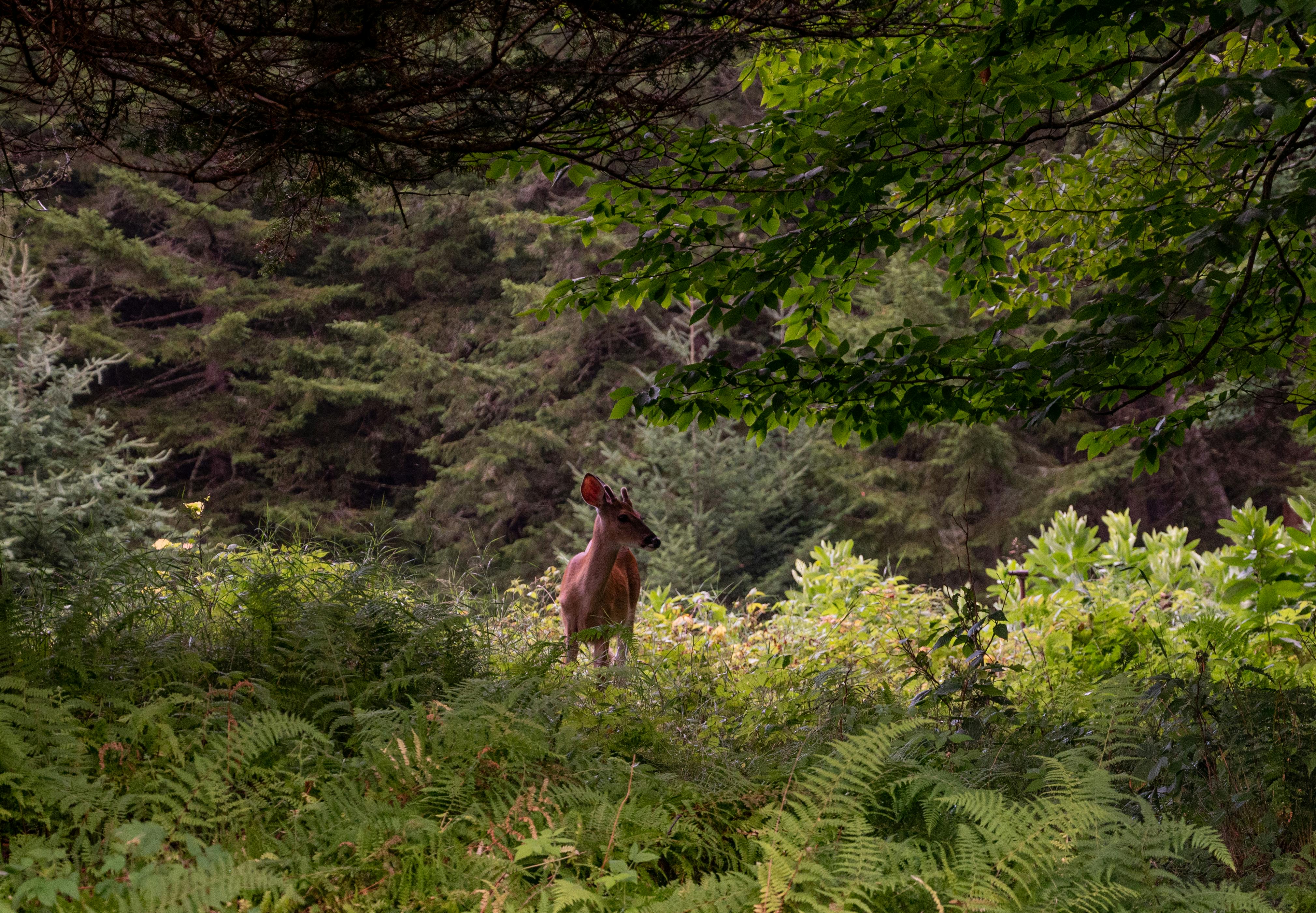 Deer Series Photos, Download The BEST Free Deer Series Stock Photos ...