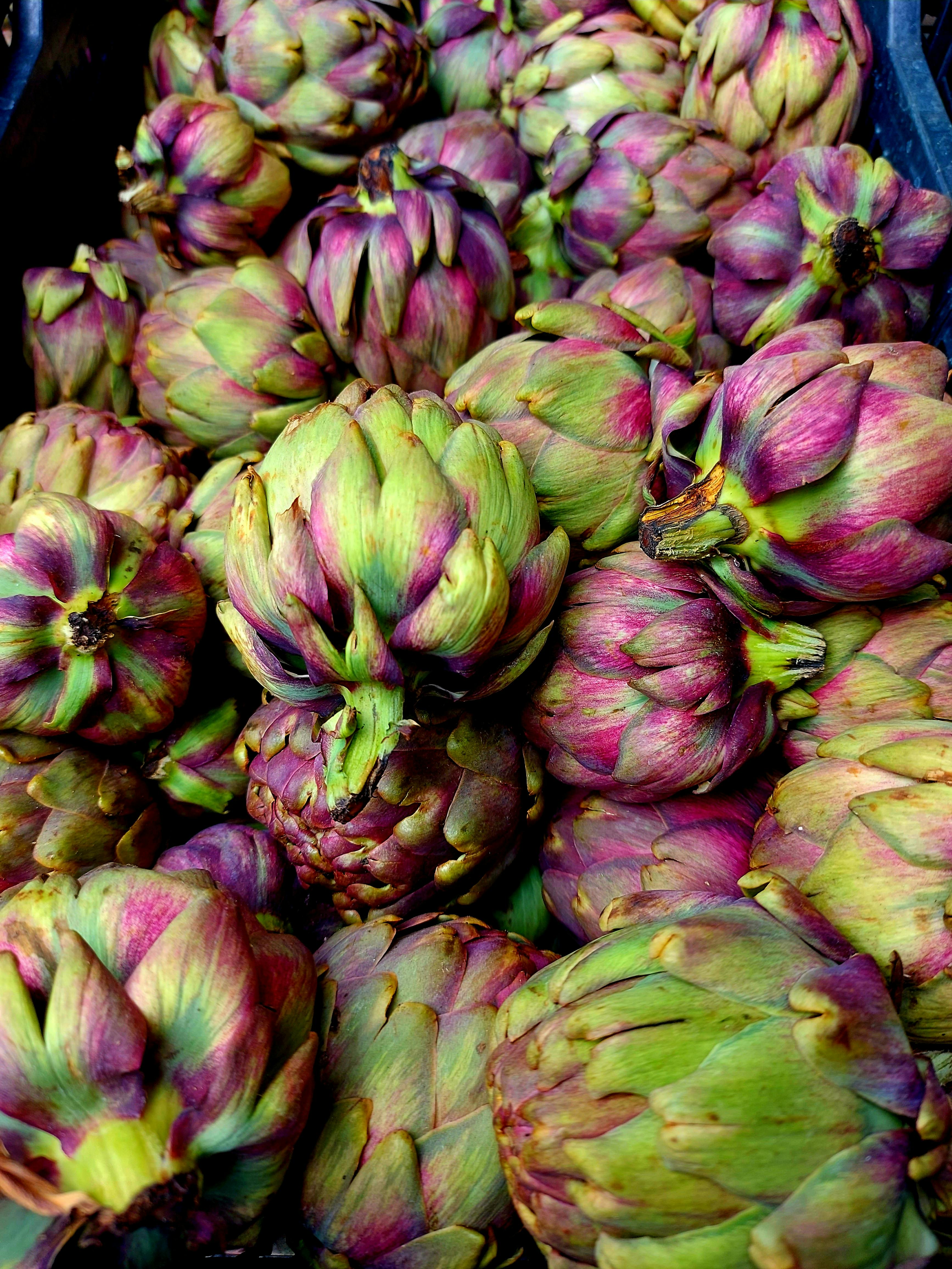 Artichokes Photos, Download The BEST Free Artichokes Stock Photos & HD ...