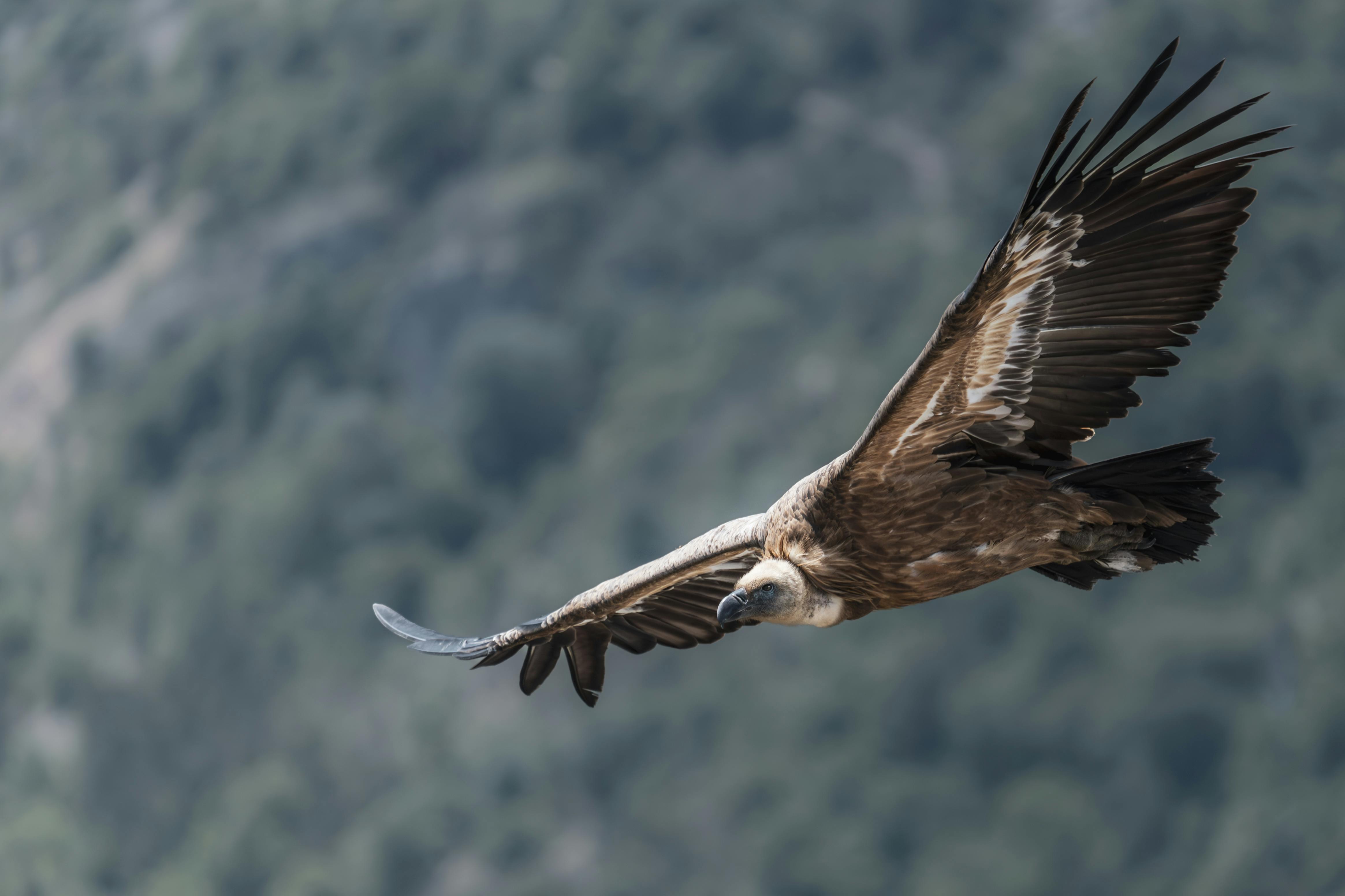 Close up of Flying Vulture · Free Stock Photo