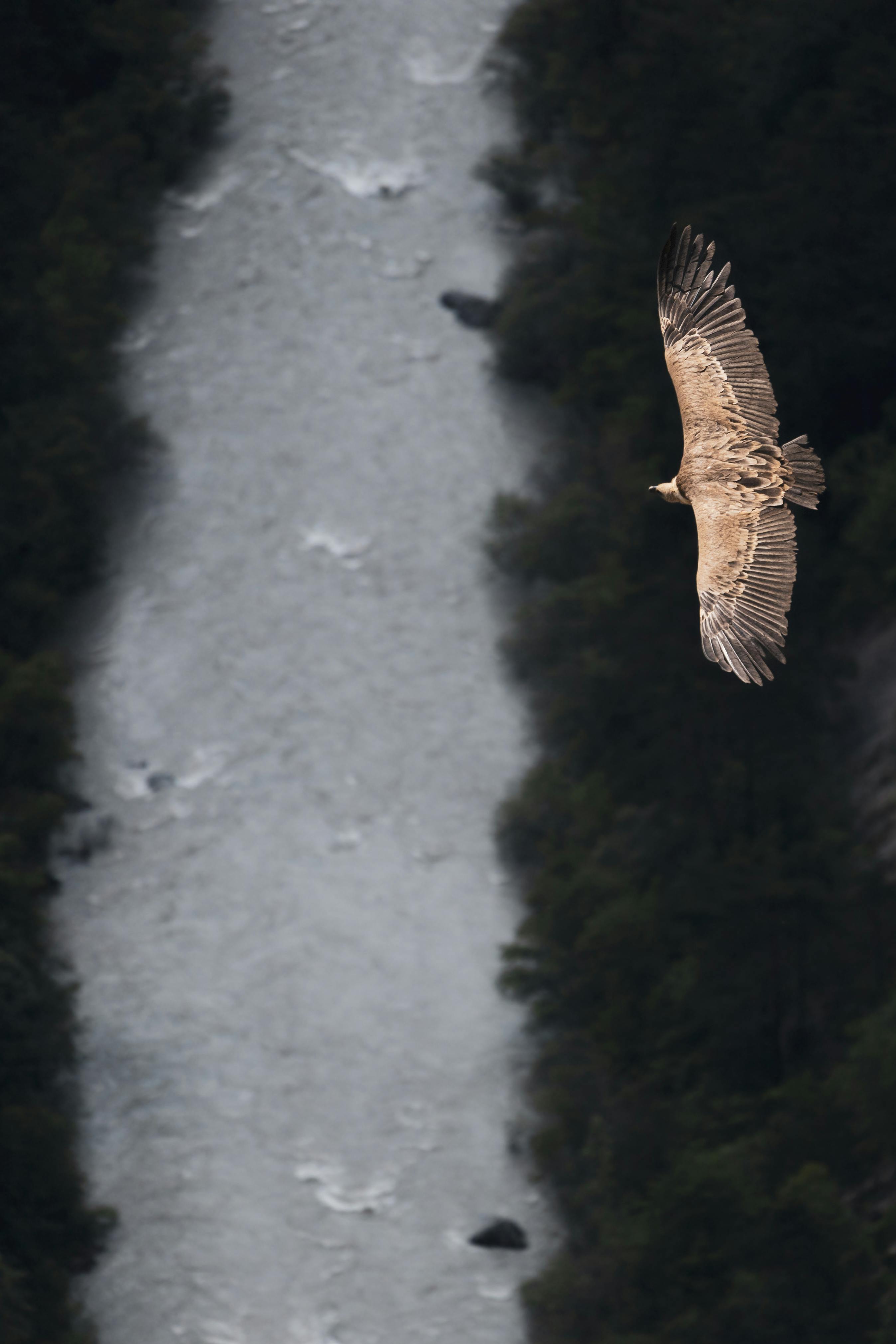 Predator Bird Flying · Free Stock Photo