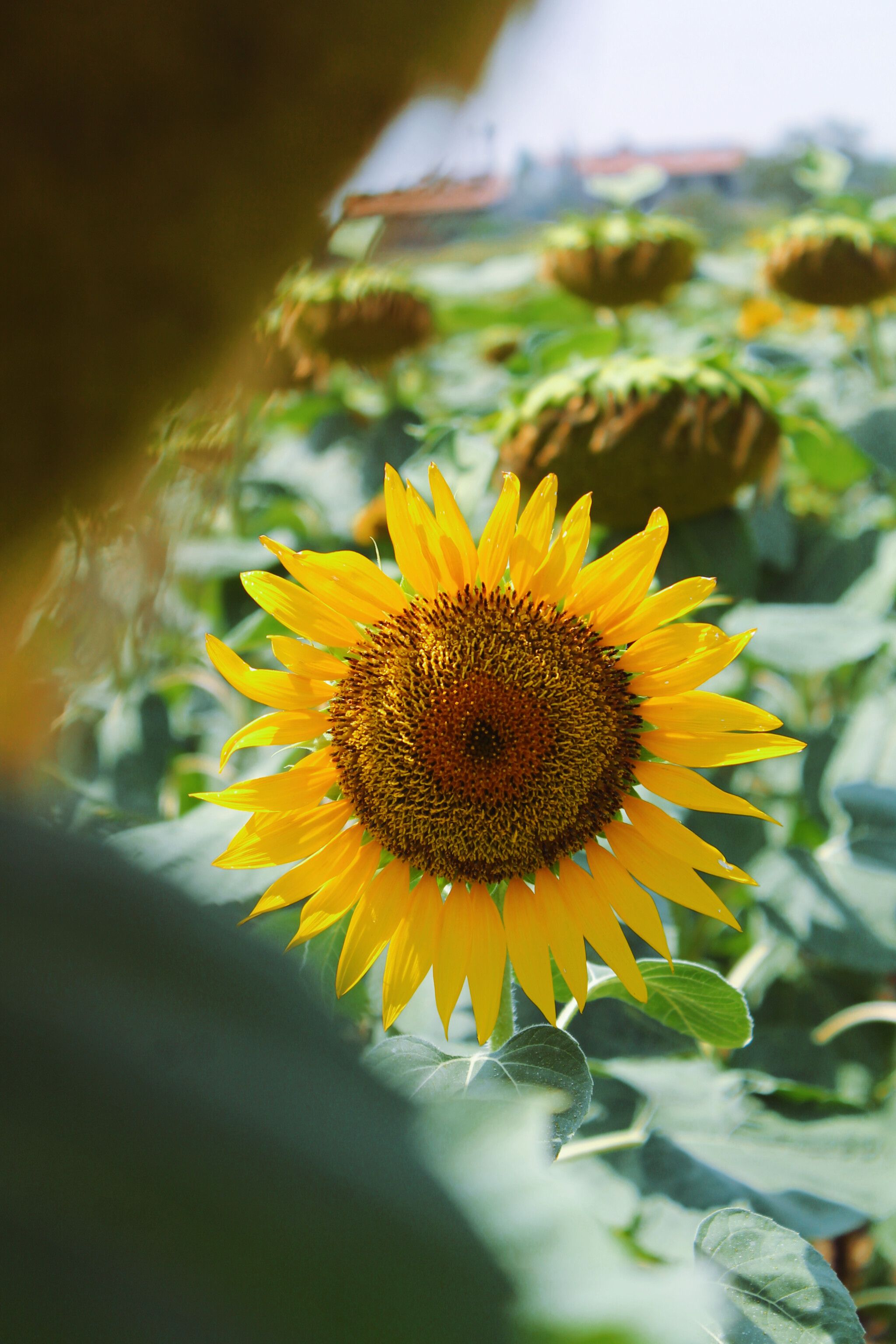 Shallow Focus Photography of Sunflower · Free Stock Photo