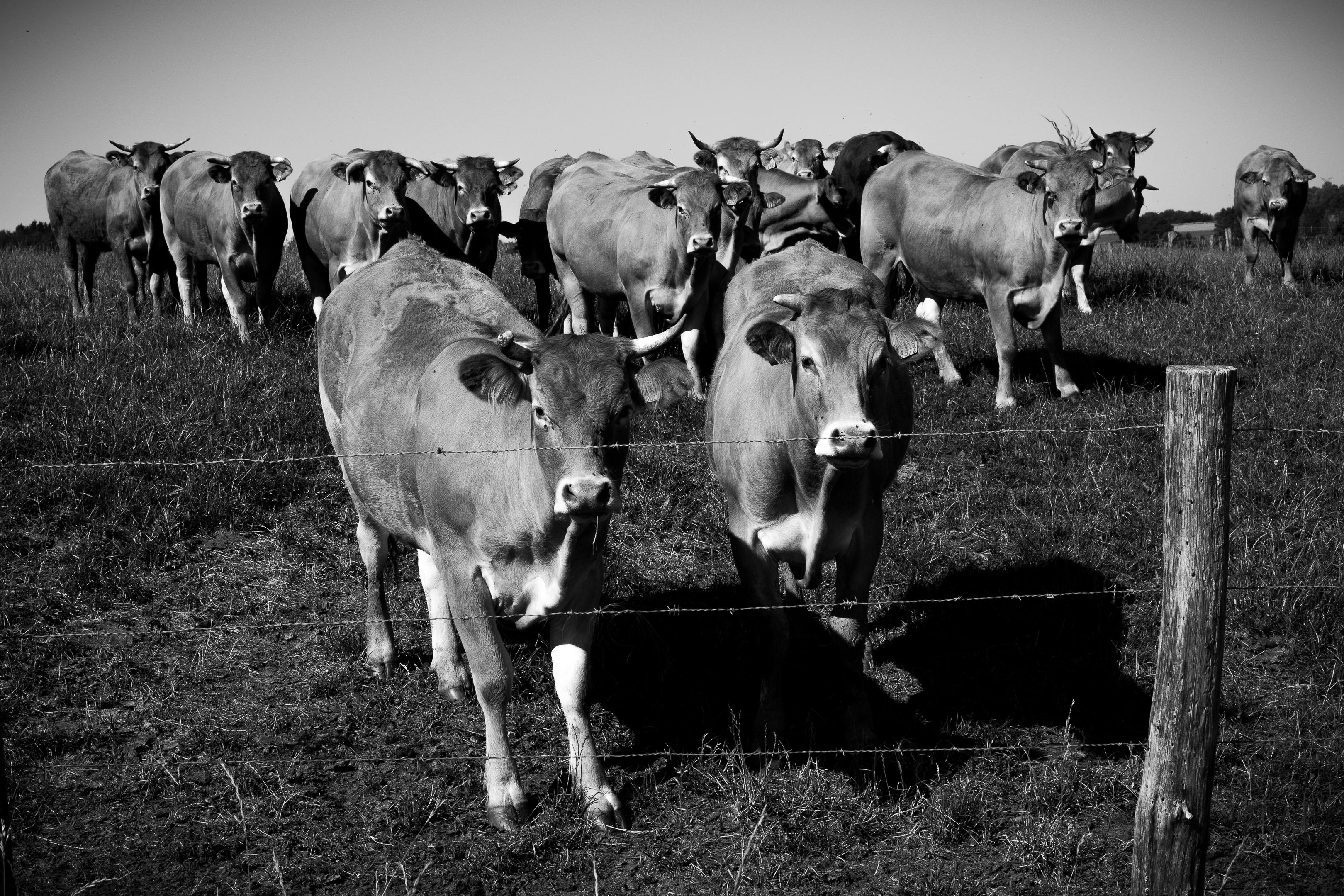 Cattle Farm Photos, Download The BEST Free Cattle Farm Stock Photos ...