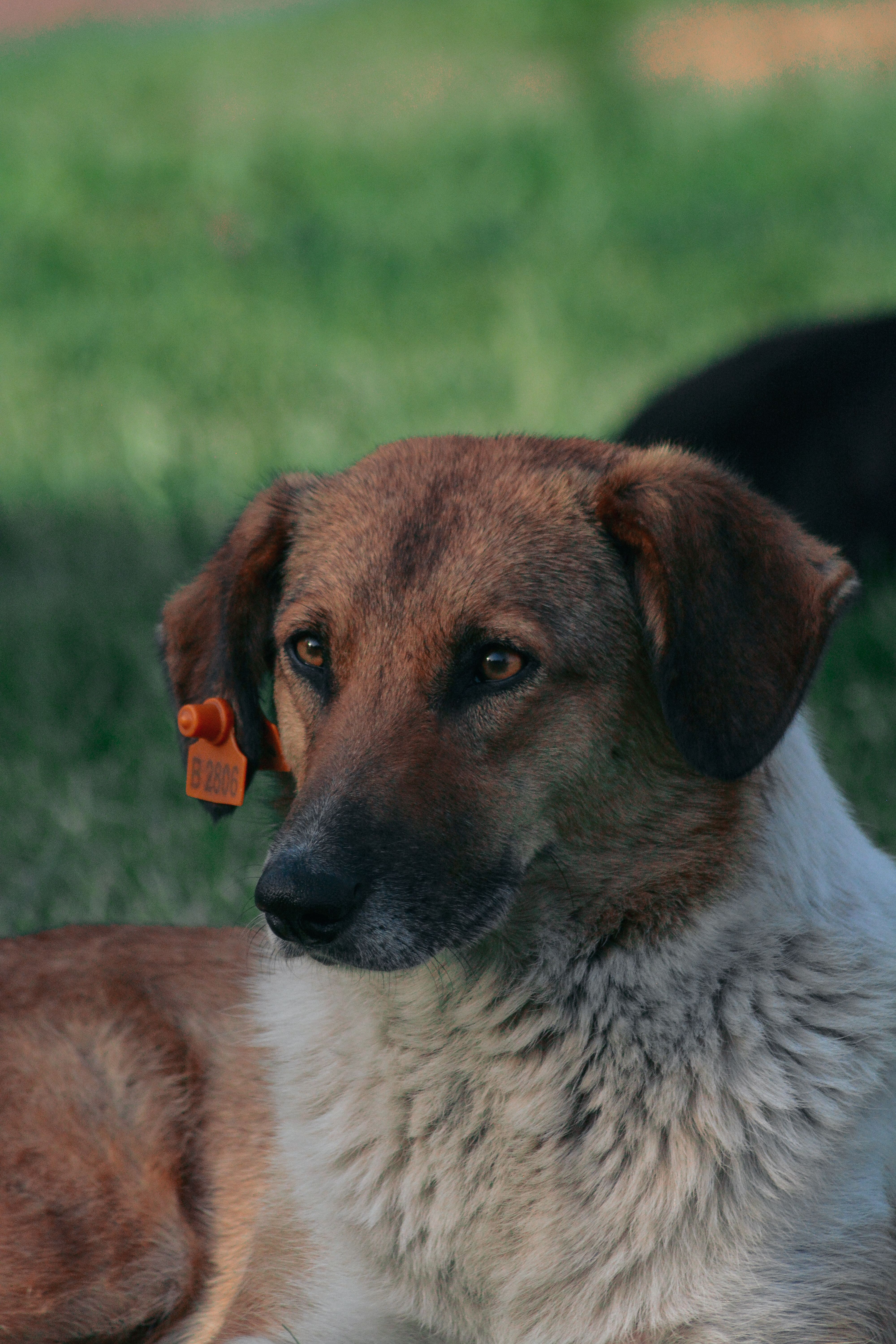 Dog with Earring · Free Stock Photo