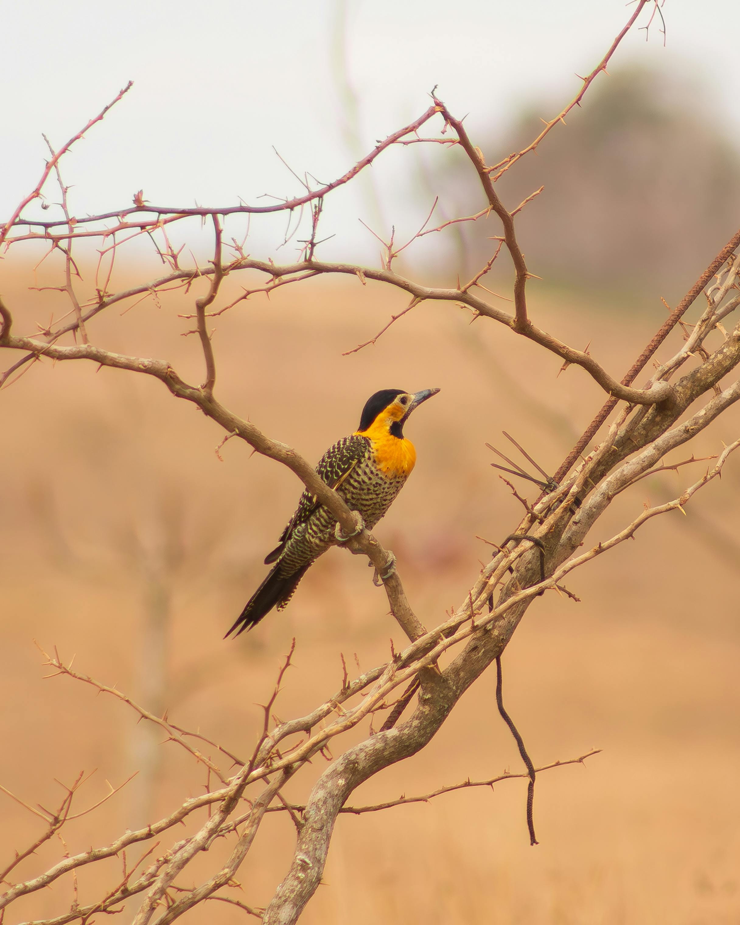 Pica Photos, Download The BEST Free Pica Stock Photos & HD Images