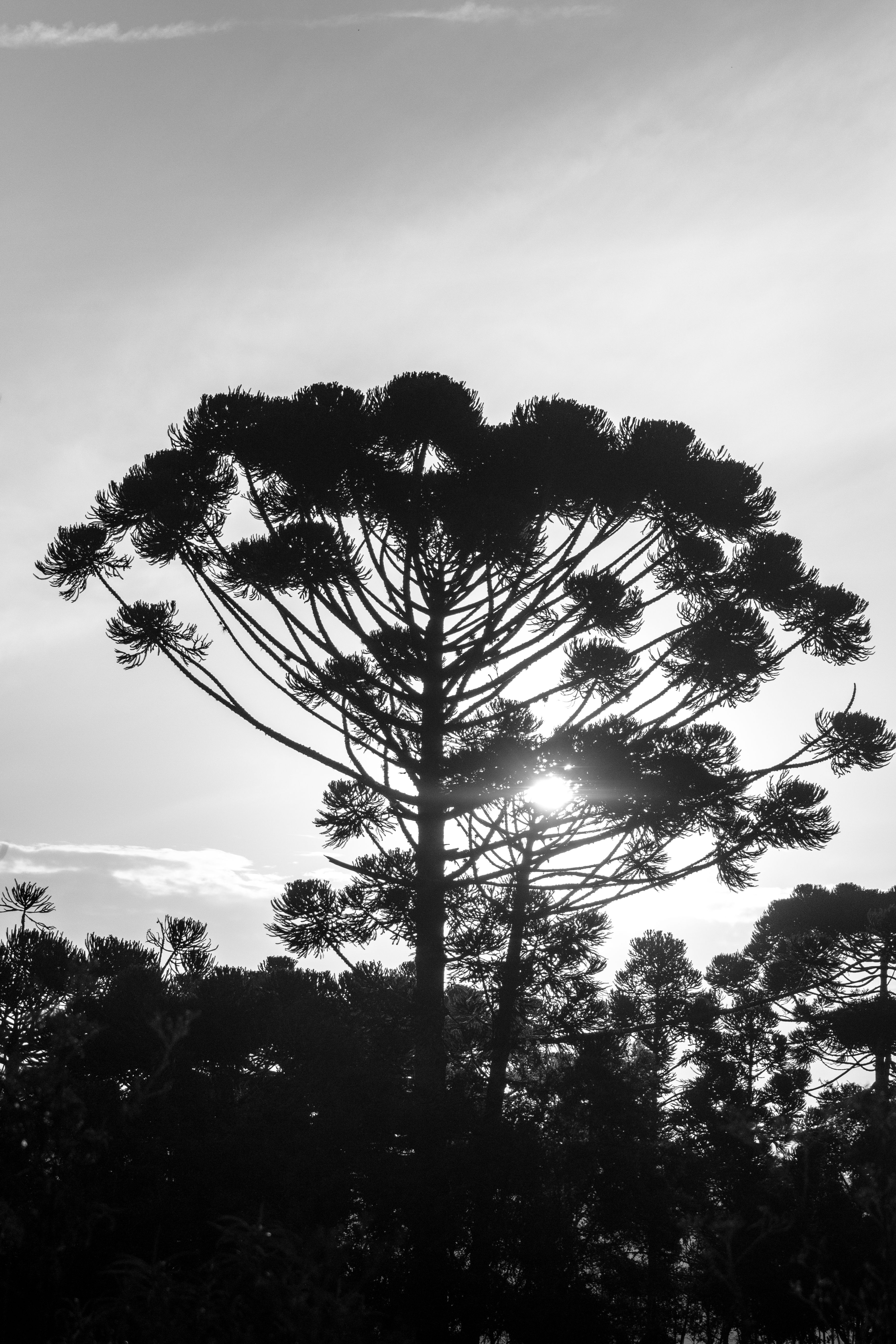 South Brazilian Tree Photos, Download The BEST Free South Brazilian ...