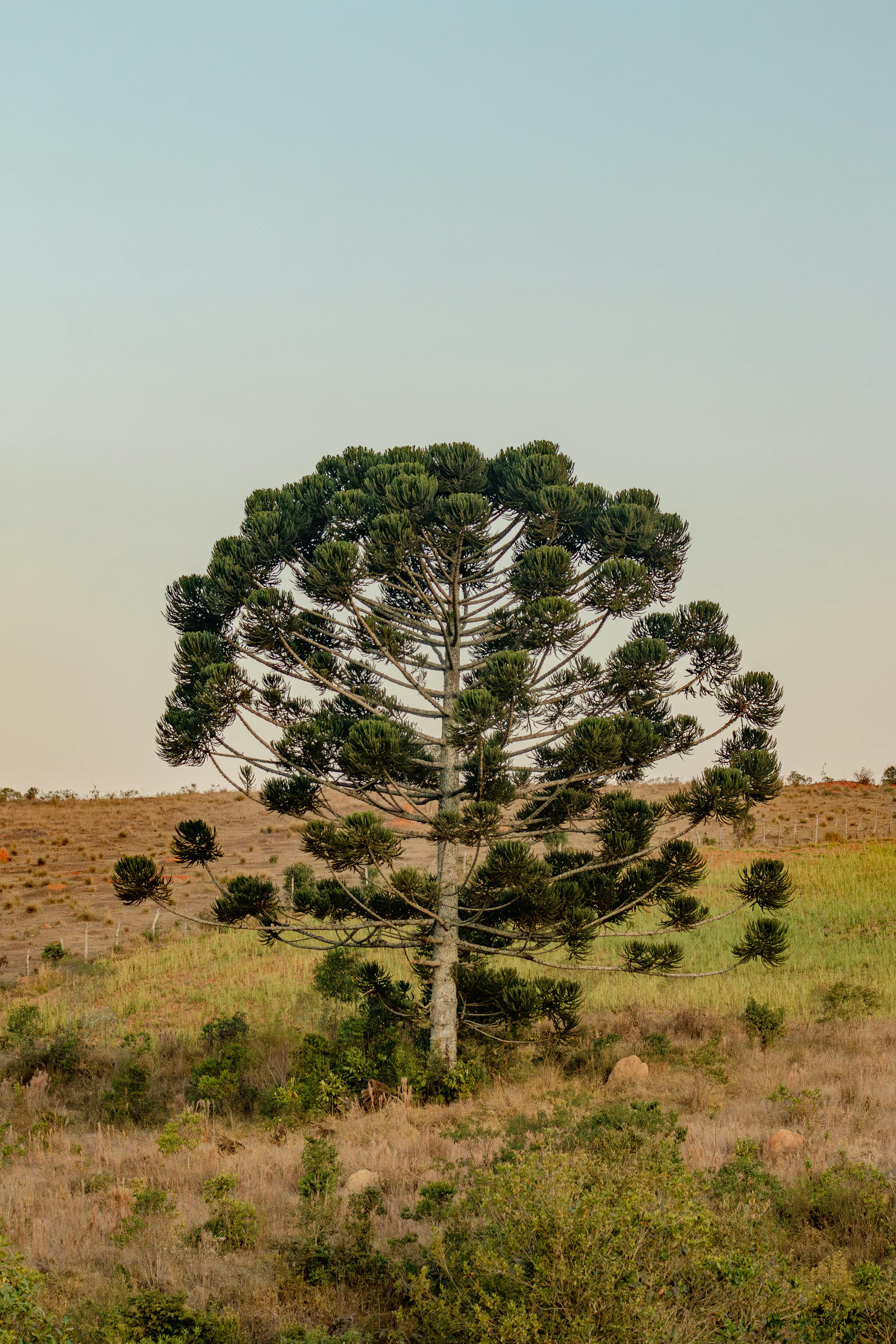 One Lone Tree Photos, Download The BEST Free One Lone Tree Stock Photos ...