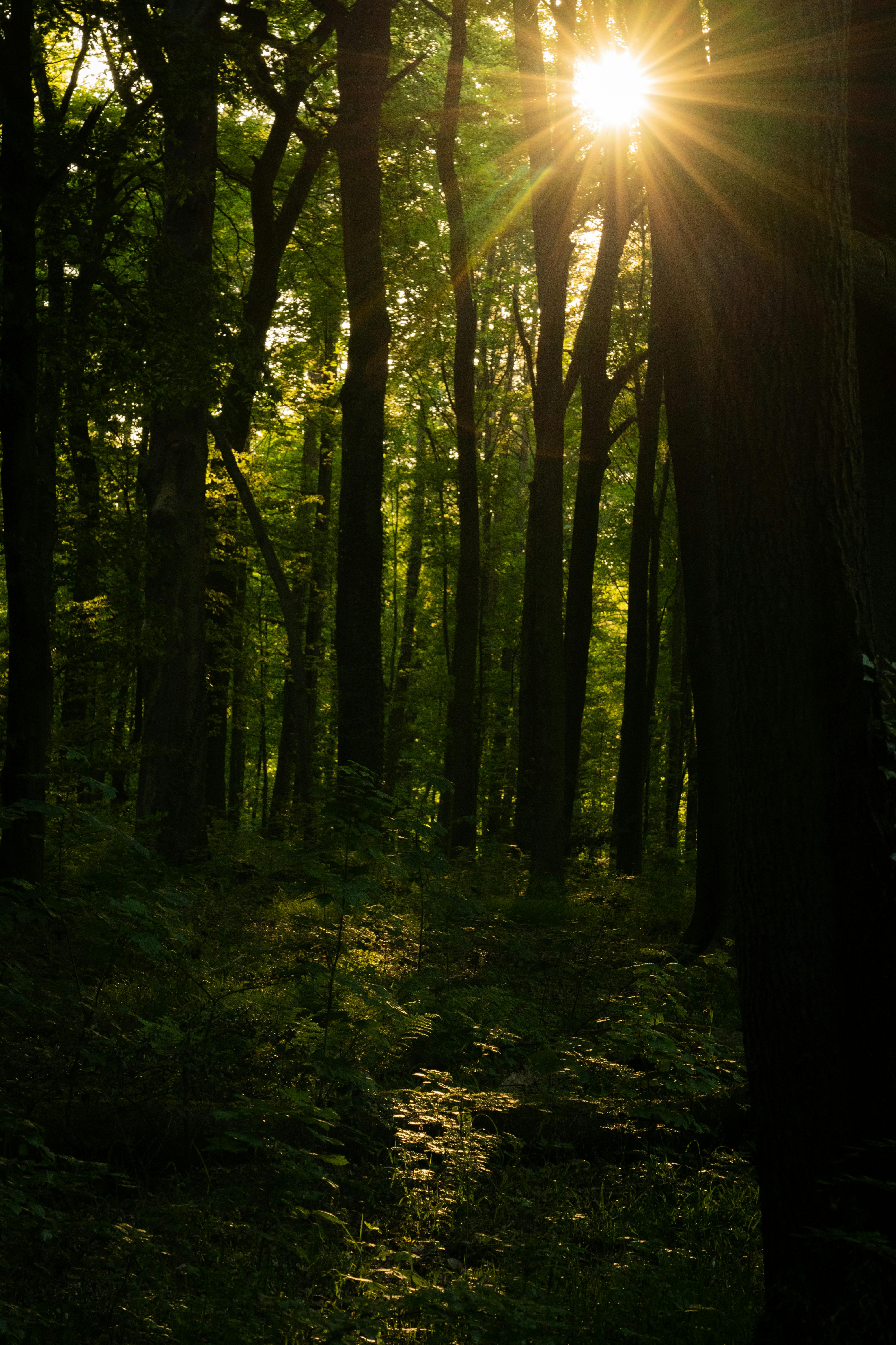 Sunset Sunlight in Forest · Free Stock Photo