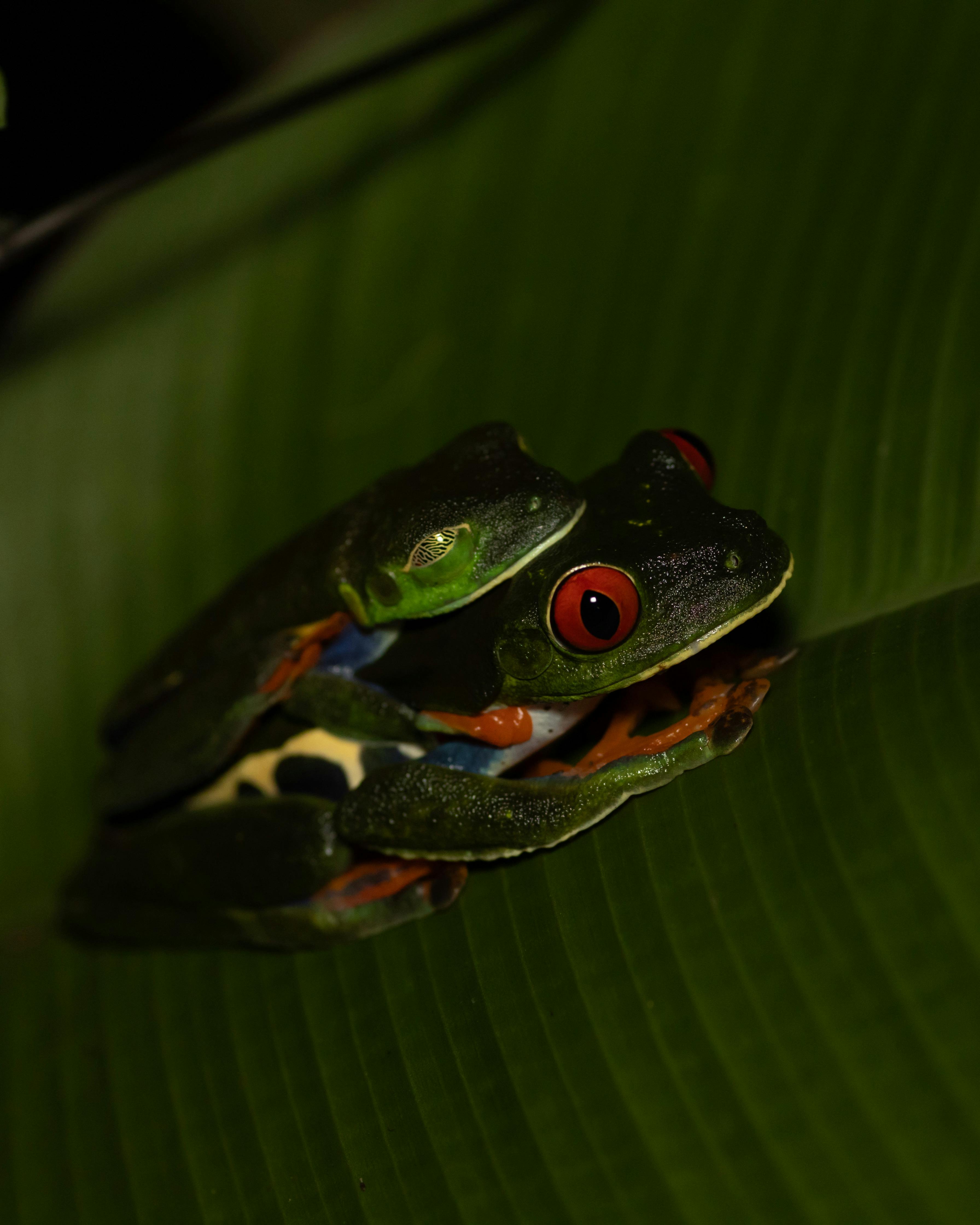 Red Eyed Tree Frogs During Mating · Free Stock Photo