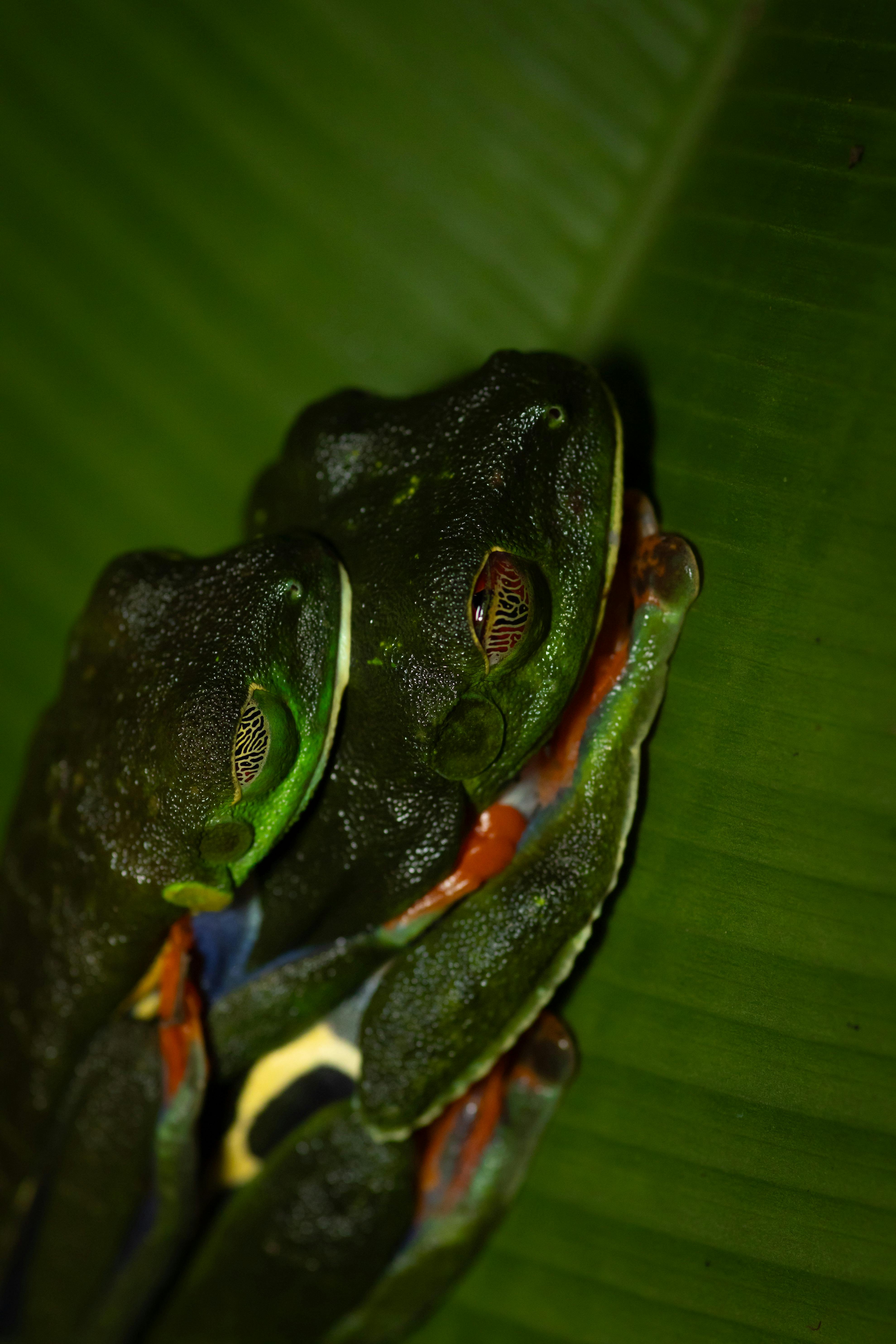 Close up of Frogs · Free Stock Photo
