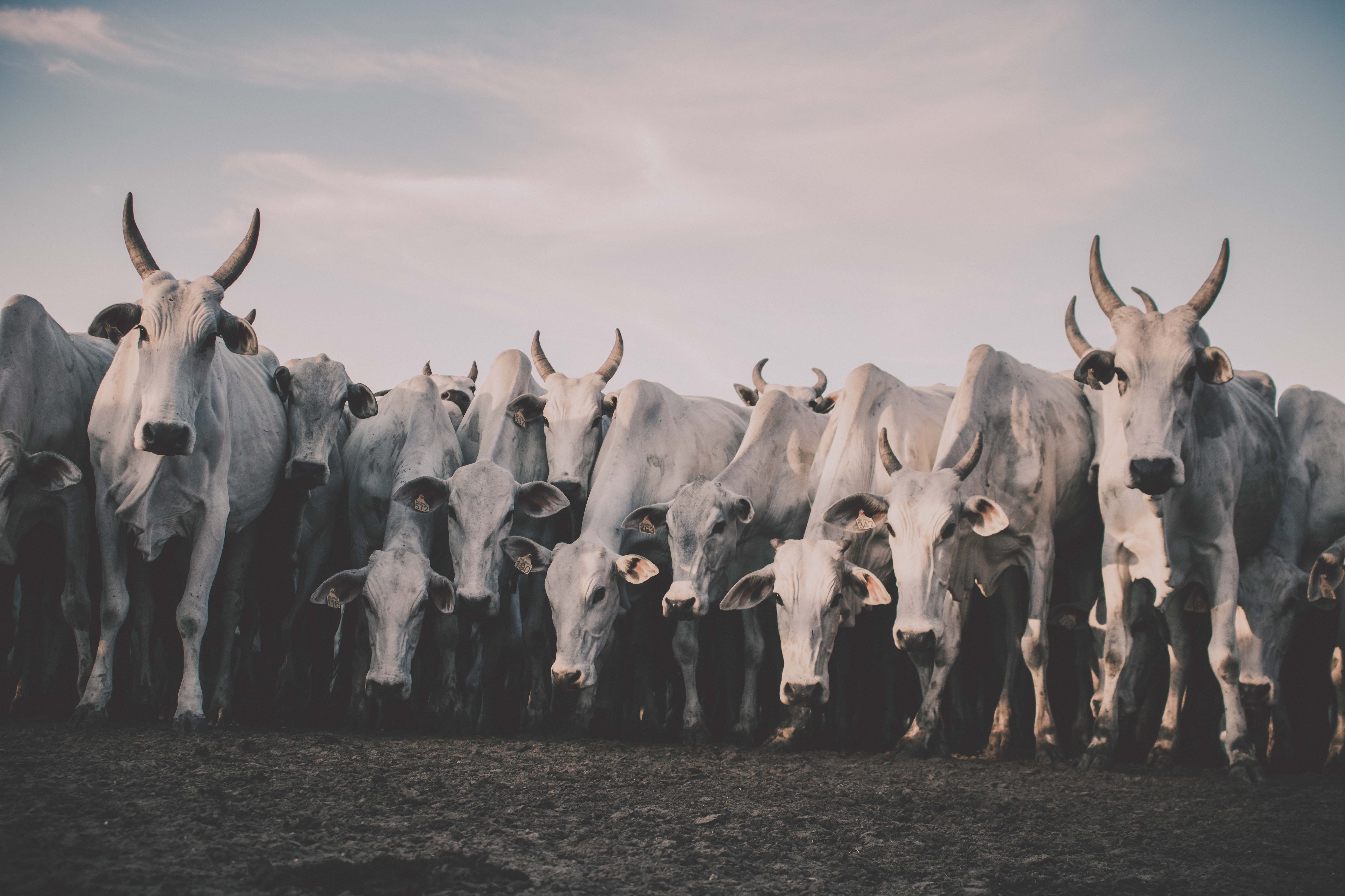 Bulls Carrier Photos, Download The BEST Free Bulls Carrier Stock Photos ...