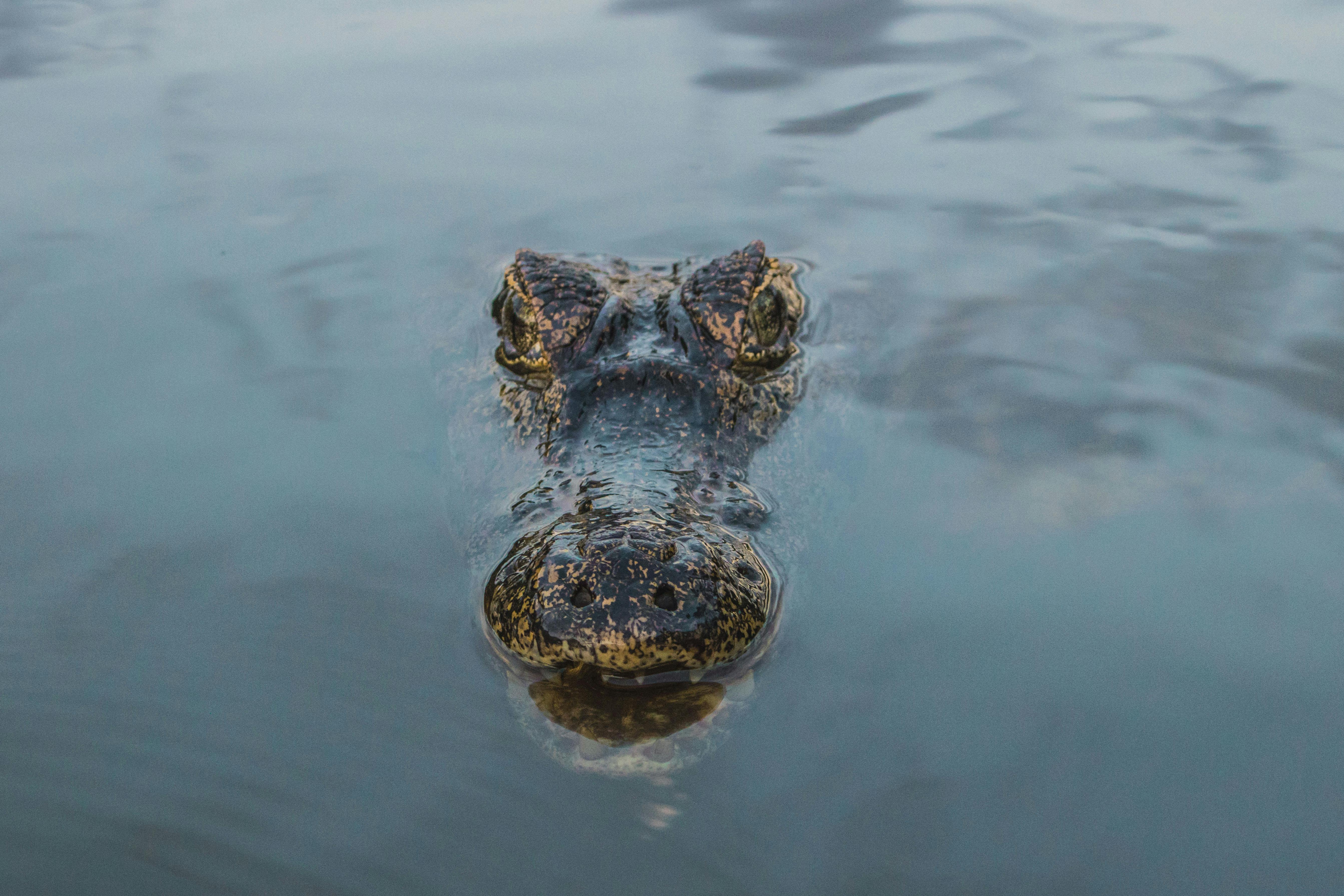 Alligator Looking Out of the Water · Free Stock Photo