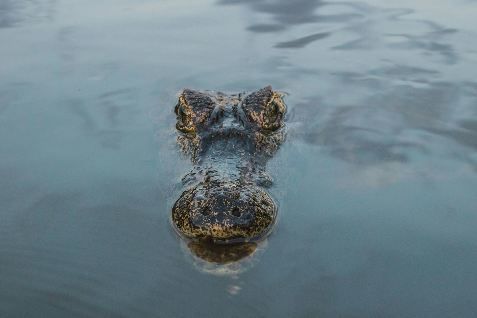 Gator Photos, Download The BEST Free Gator Stock Photos & HD Images