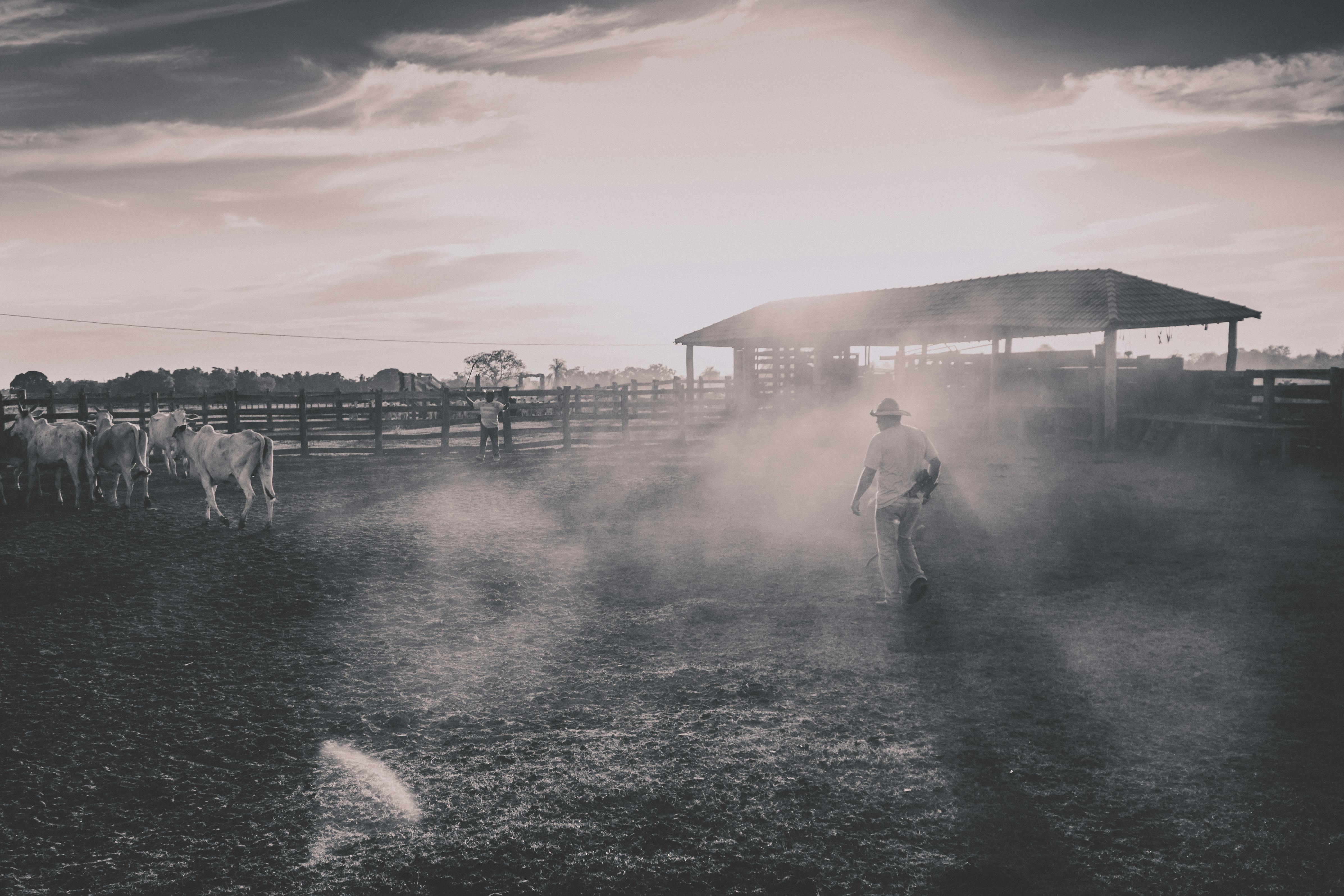 A Horse Rider Chasing a Cattle · Free Stock Photo