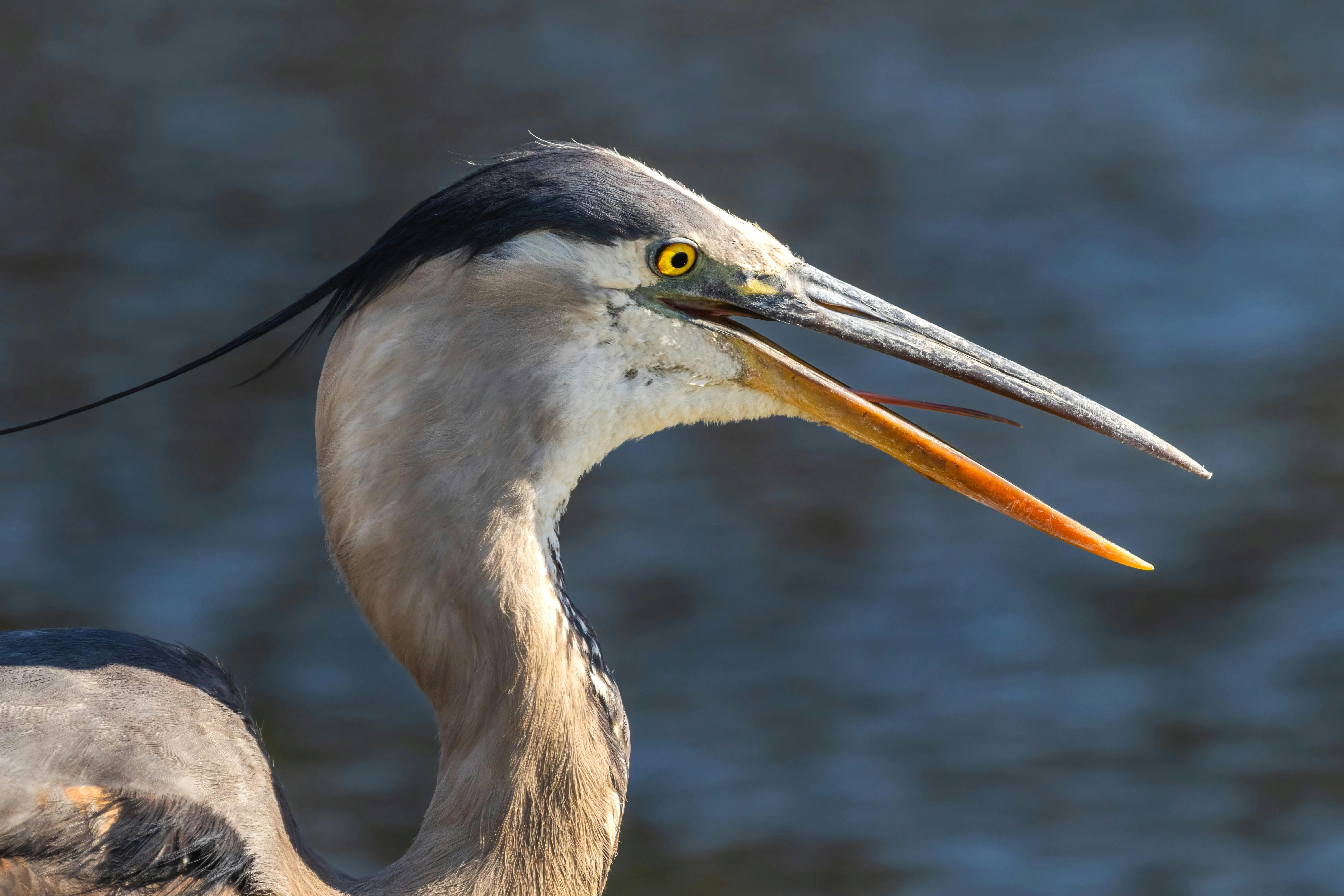 Close up of Great Blue Heron · Free Stock Photo
