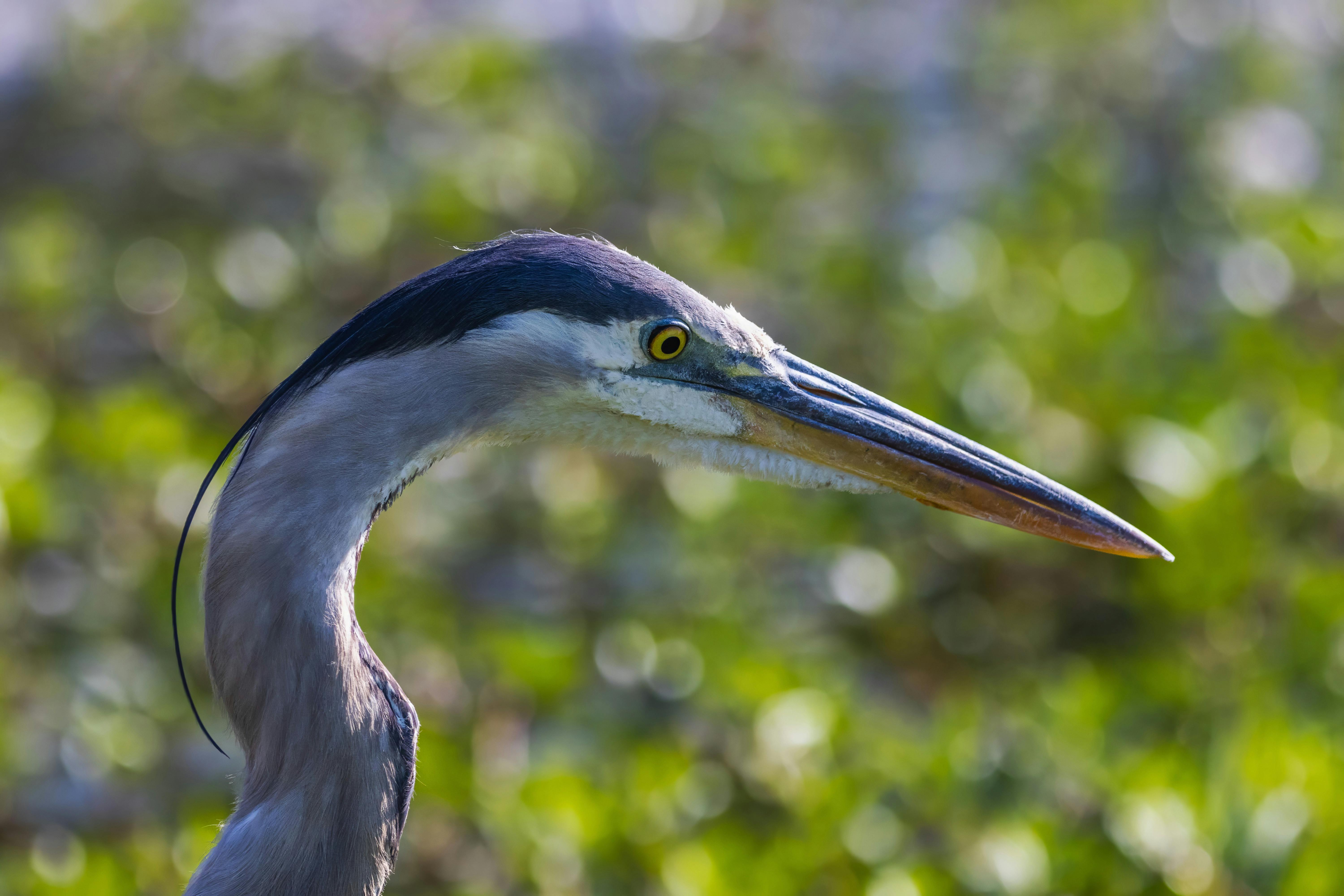 Closeup of Grey Heron Head · Free Stock Photo