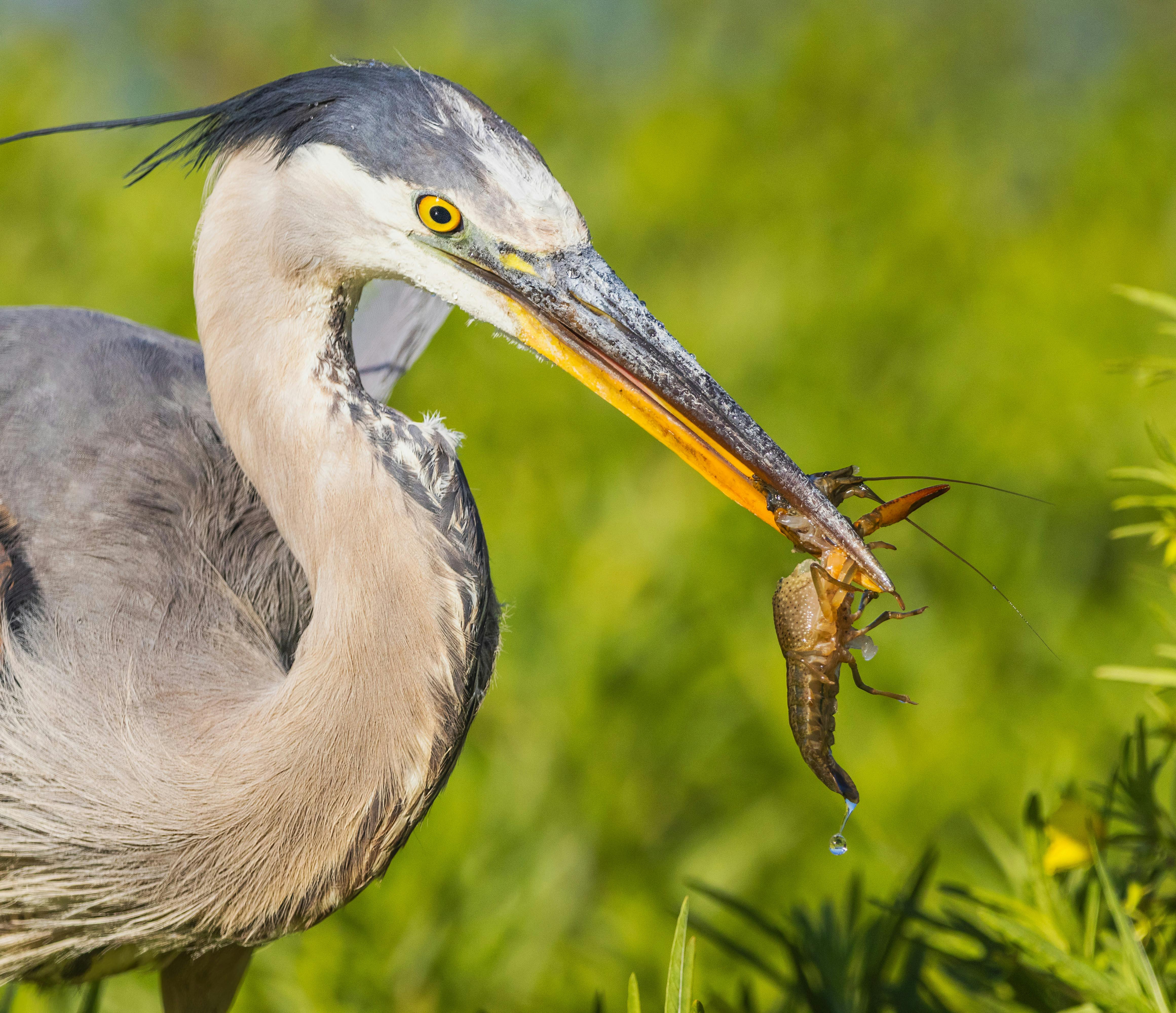 Gray Heron Holding a Crayfish in its Beak · Free Stock Photo