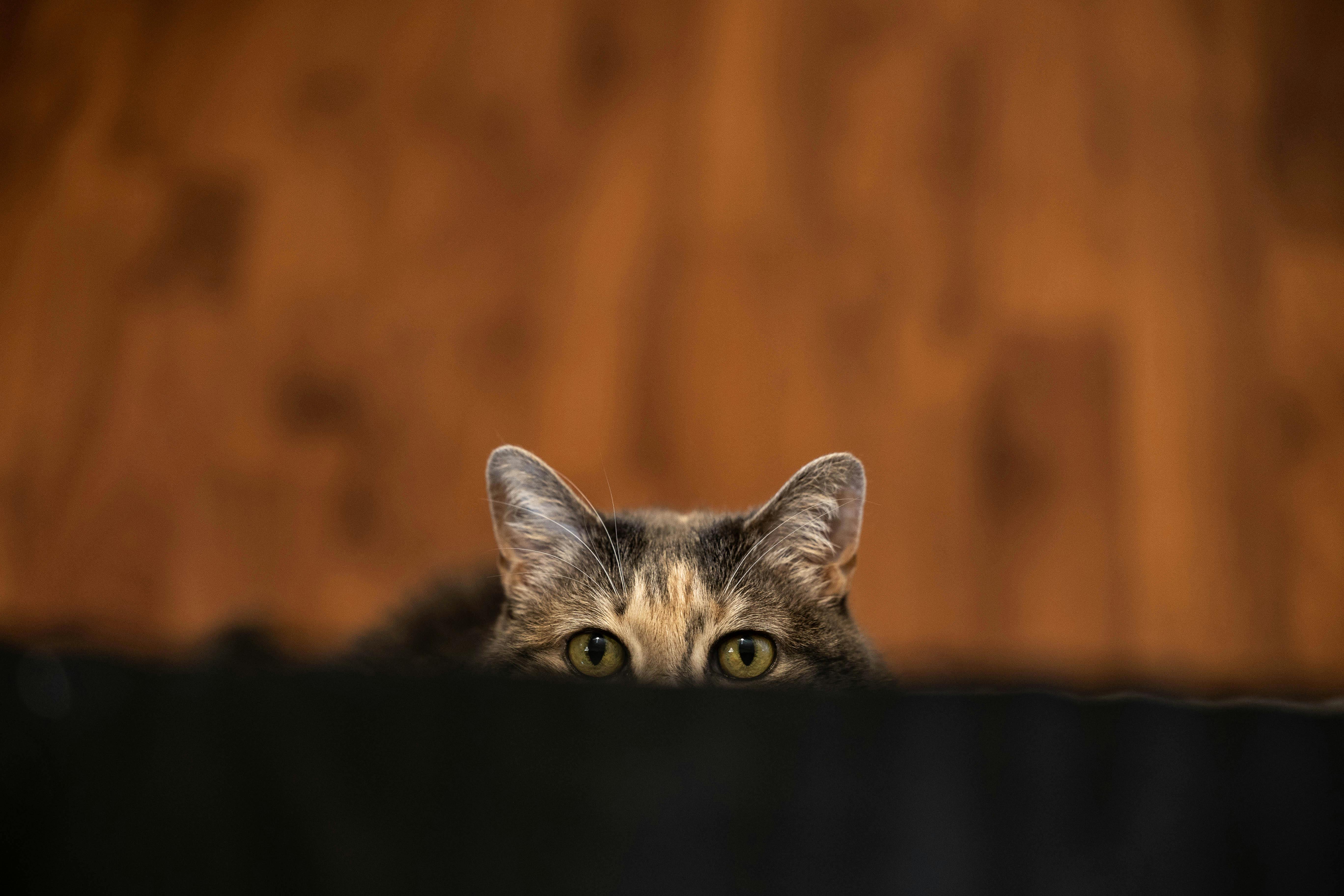 Cat On Sofa Bad Photos, Download The BEST Free Cat On Sofa Bad Stock ...