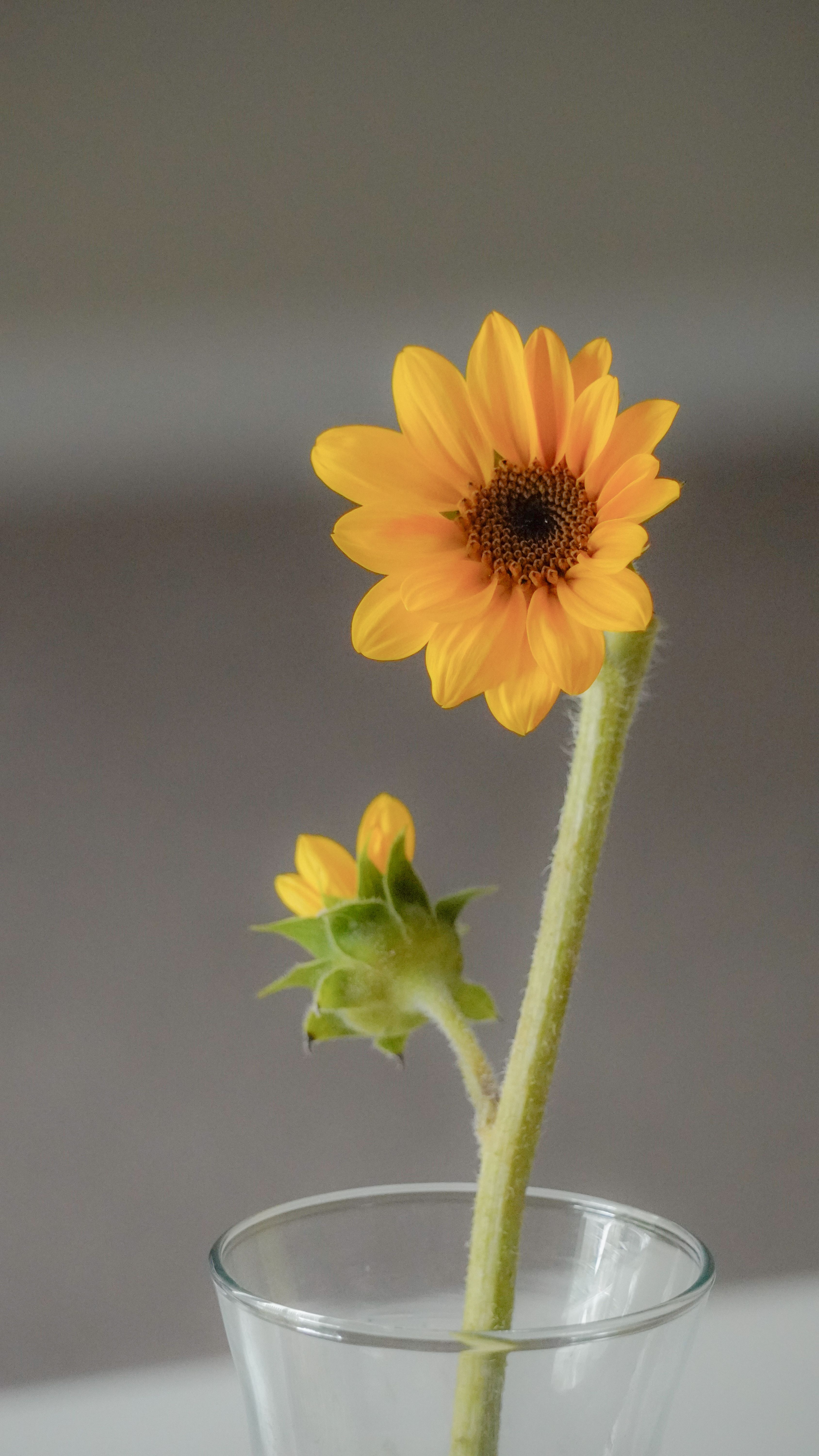 Small Sunflowers Photos, Download The BEST Free Small Sunflowers Stock ...