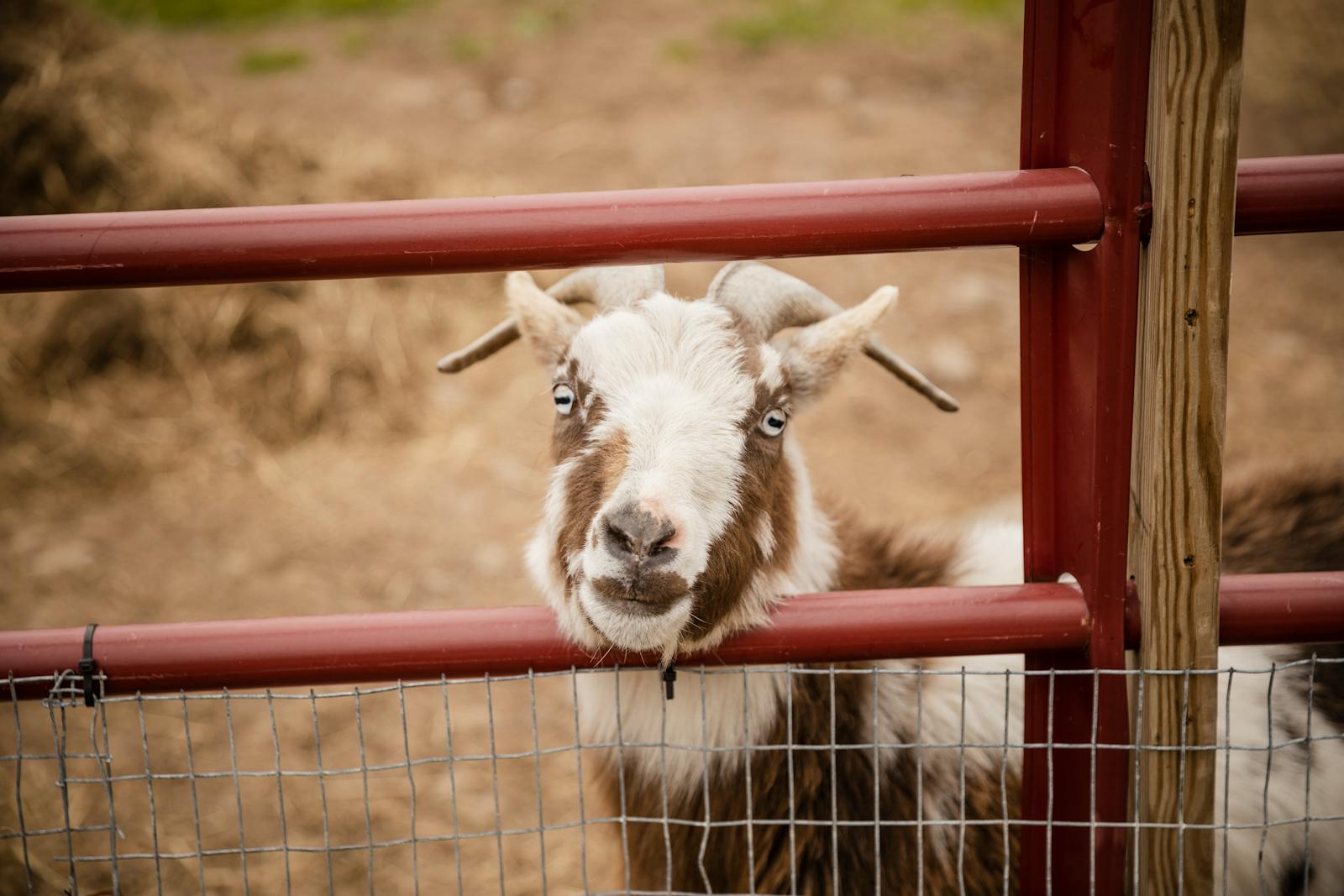Goat Face Photos, Download The BEST Free Goat Face Stock Photos & HD Images