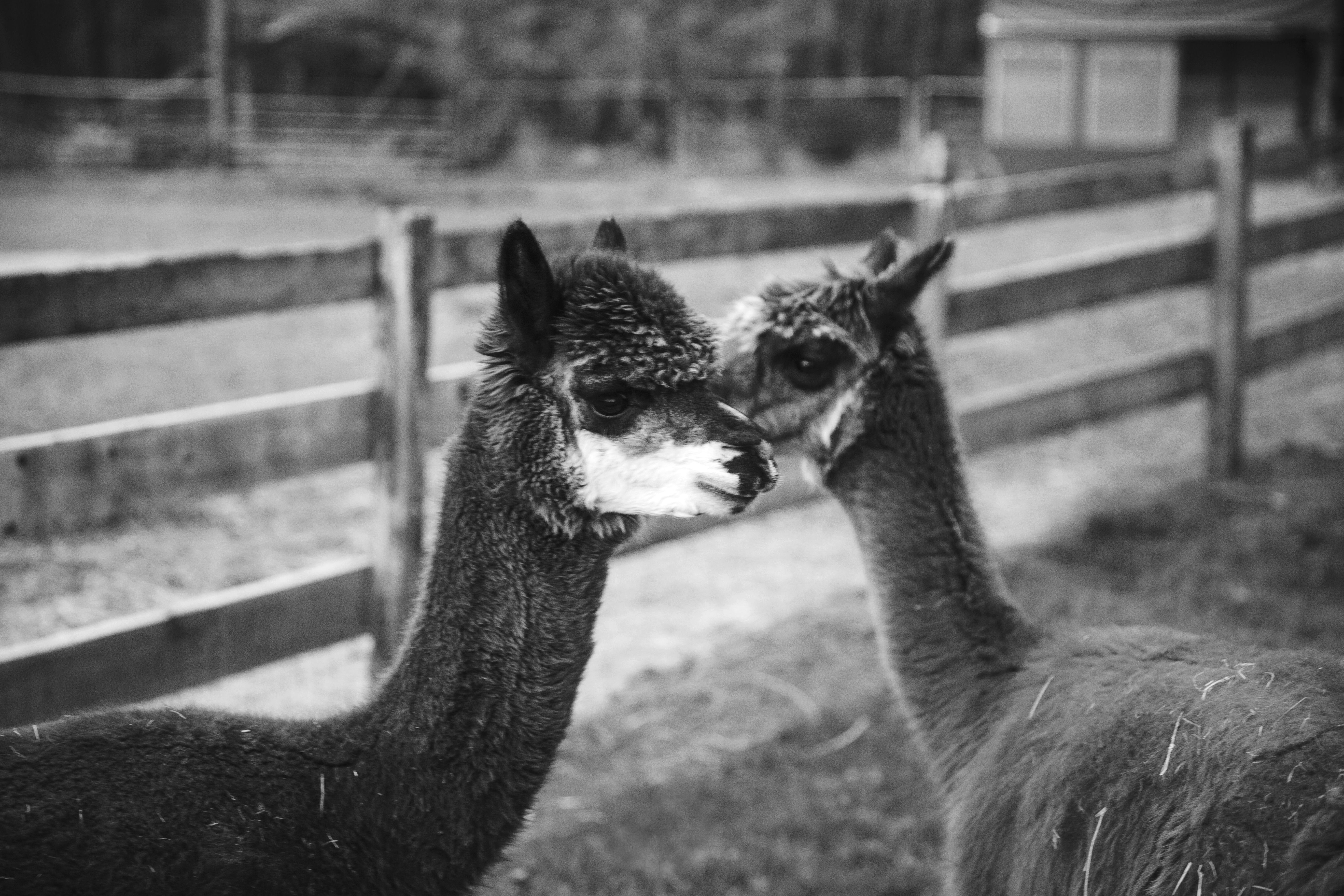 Nature Grayscale Photos, Download The BEST Free Nature Grayscale Stock ...