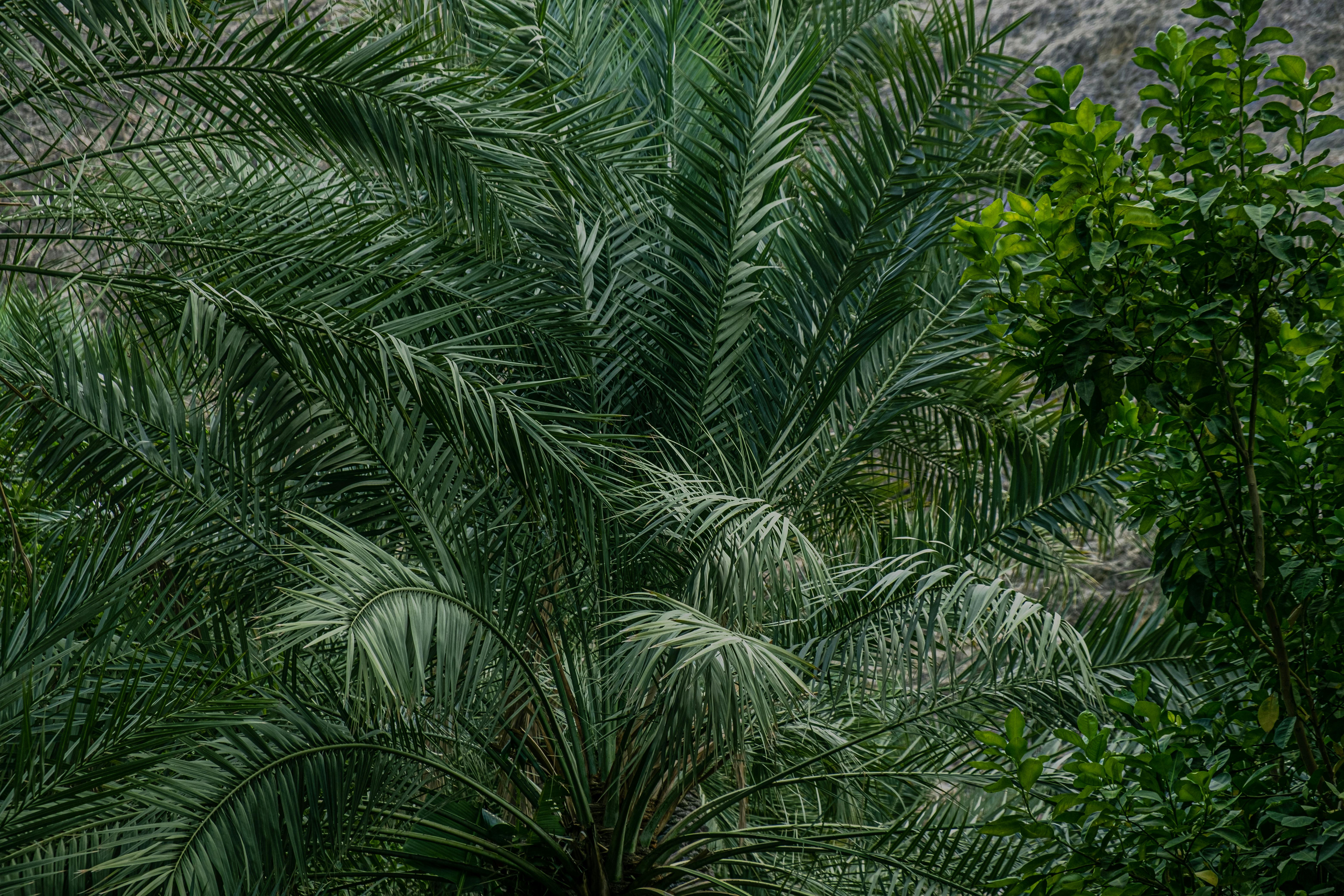 A Palm Tree in the Bush · Free Stock Photo