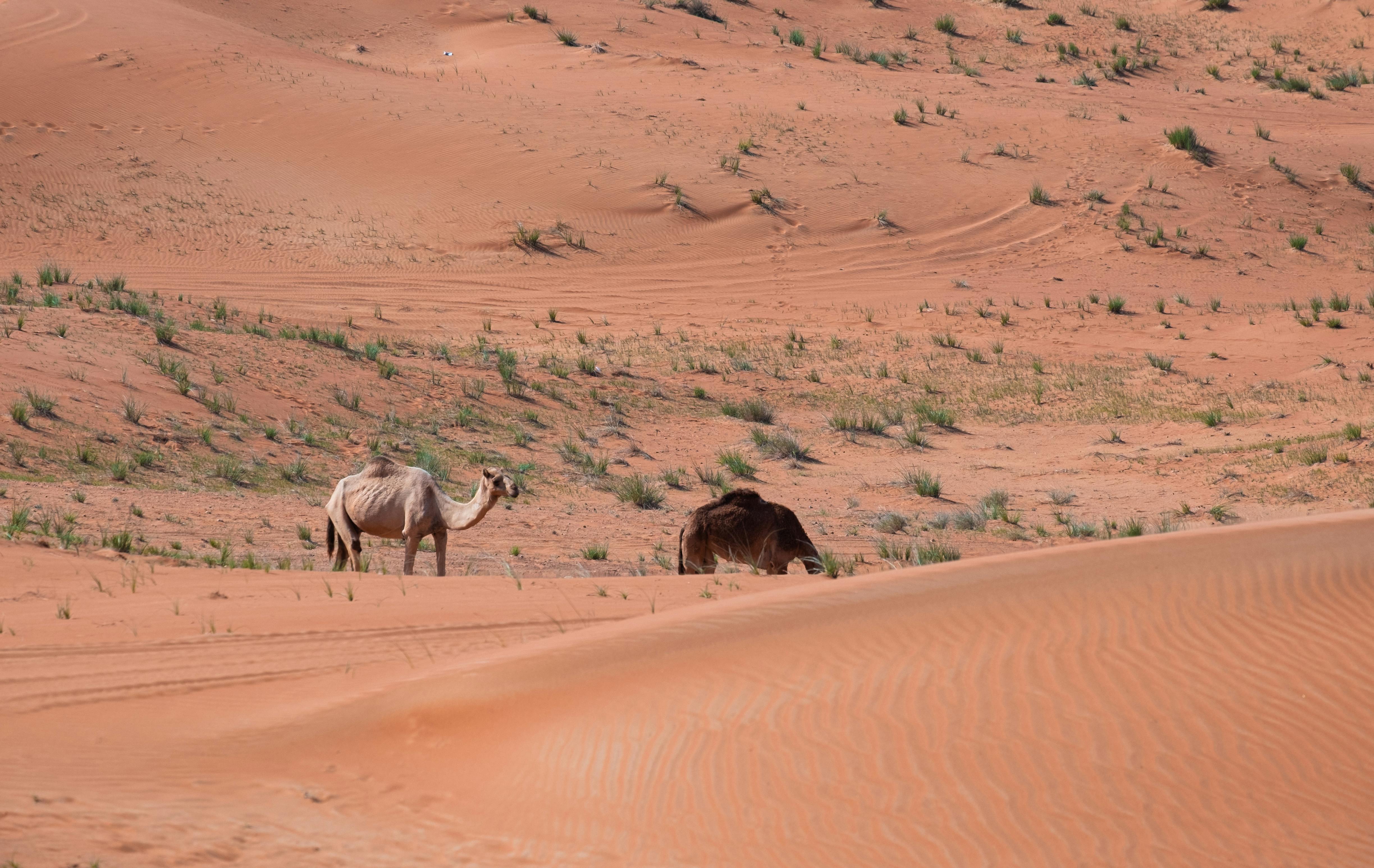 Brown Camel · Free Stock Photo