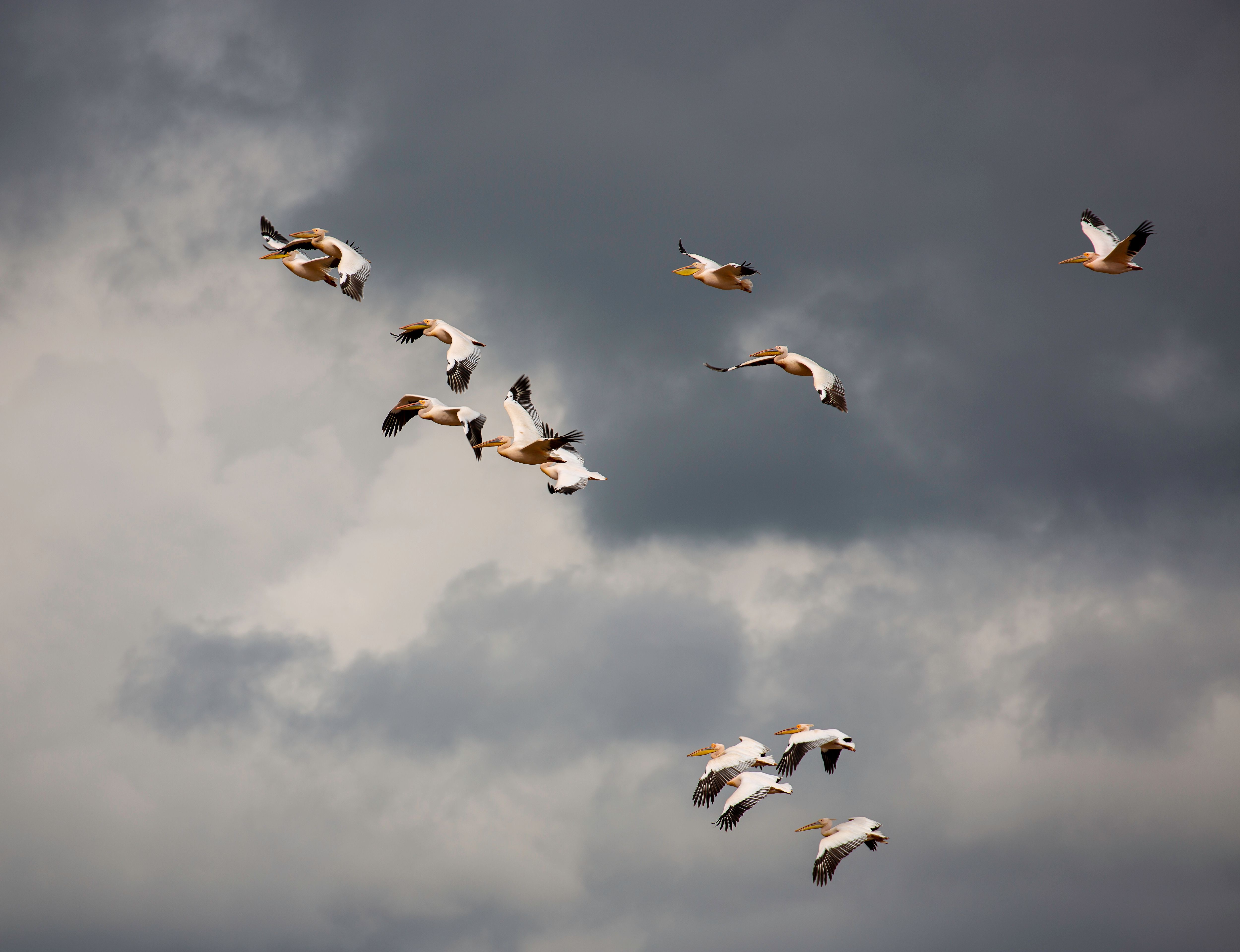 Flock of Birds Flying Under Blue Sky · Free Stock Photo