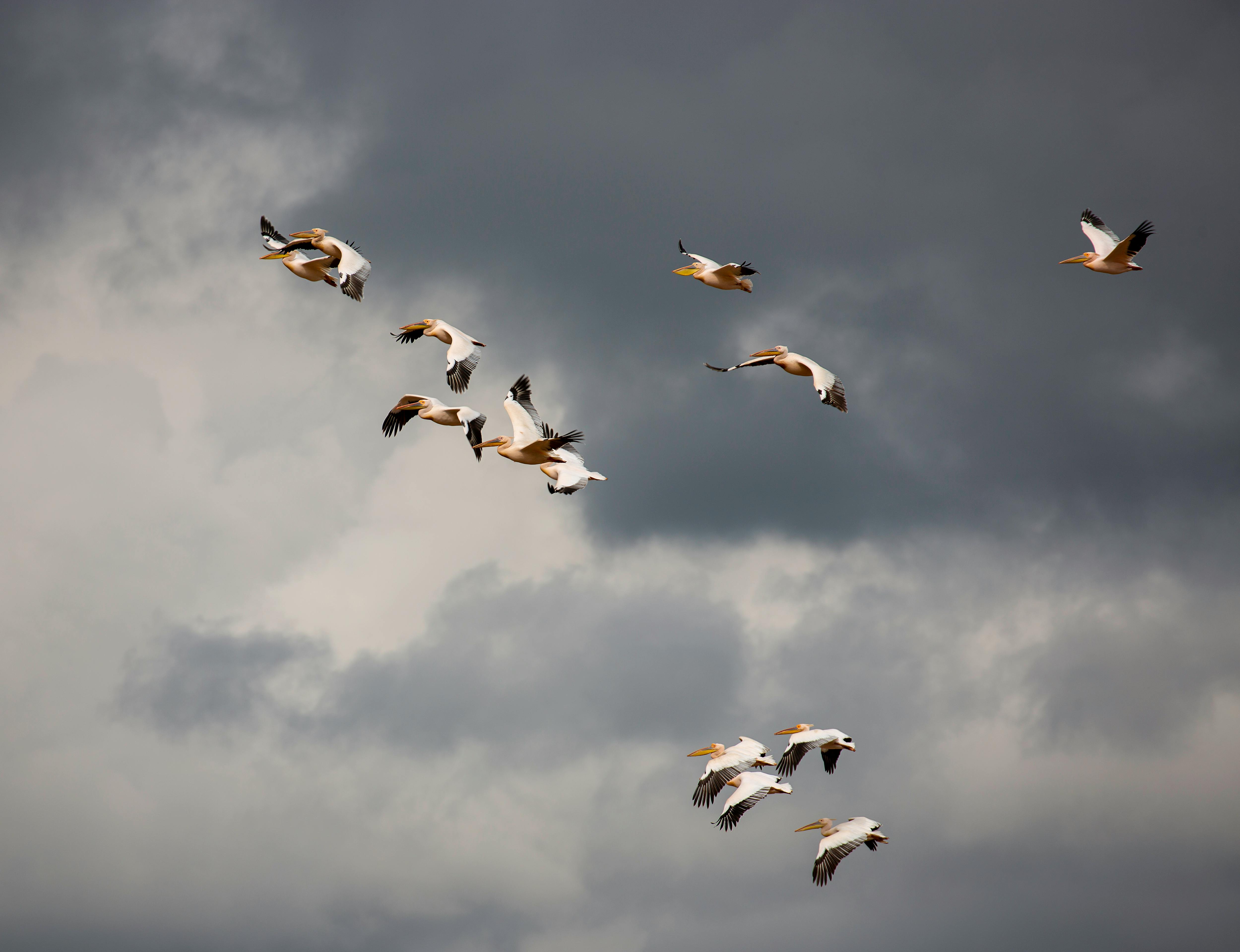 Low Angle Photography of Four Flying Birds · Free Stock Photo