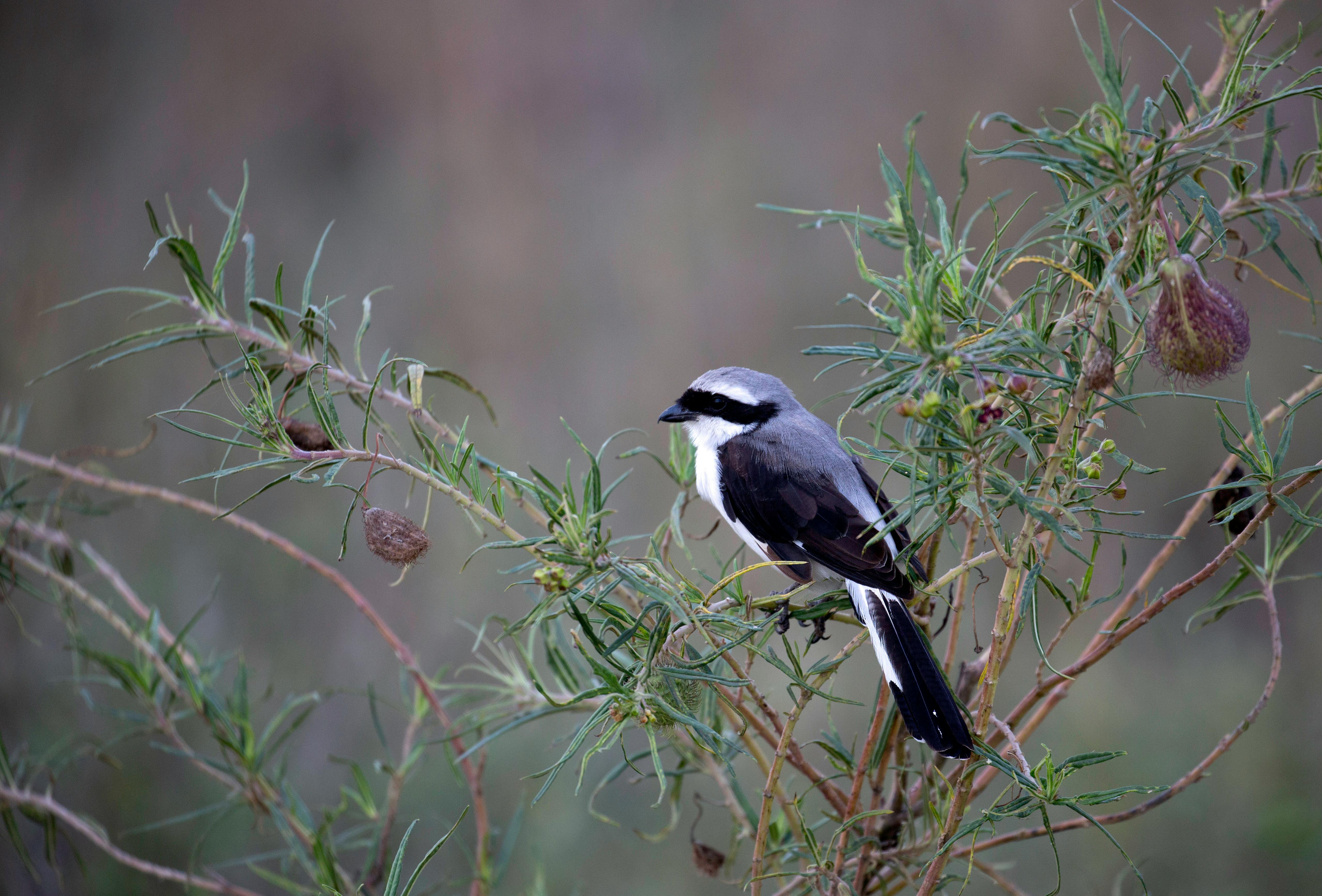 Grey-backed Fiscal Bird · Free Stock Photo