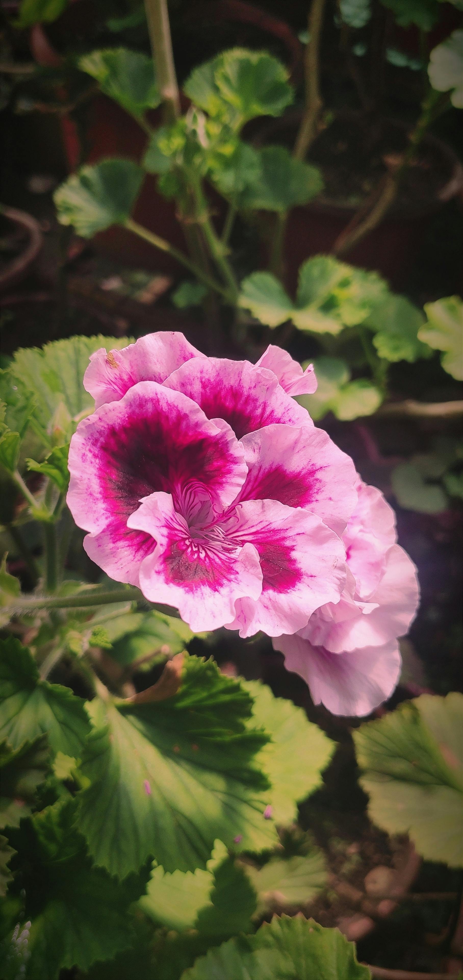 Isha Paliwal - 사진