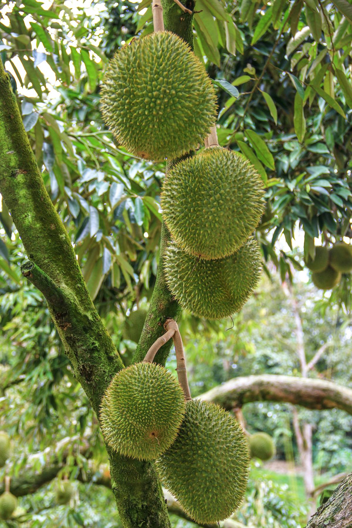 Durian Photos, Download The BEST Free Durian Stock Photos & HD Images