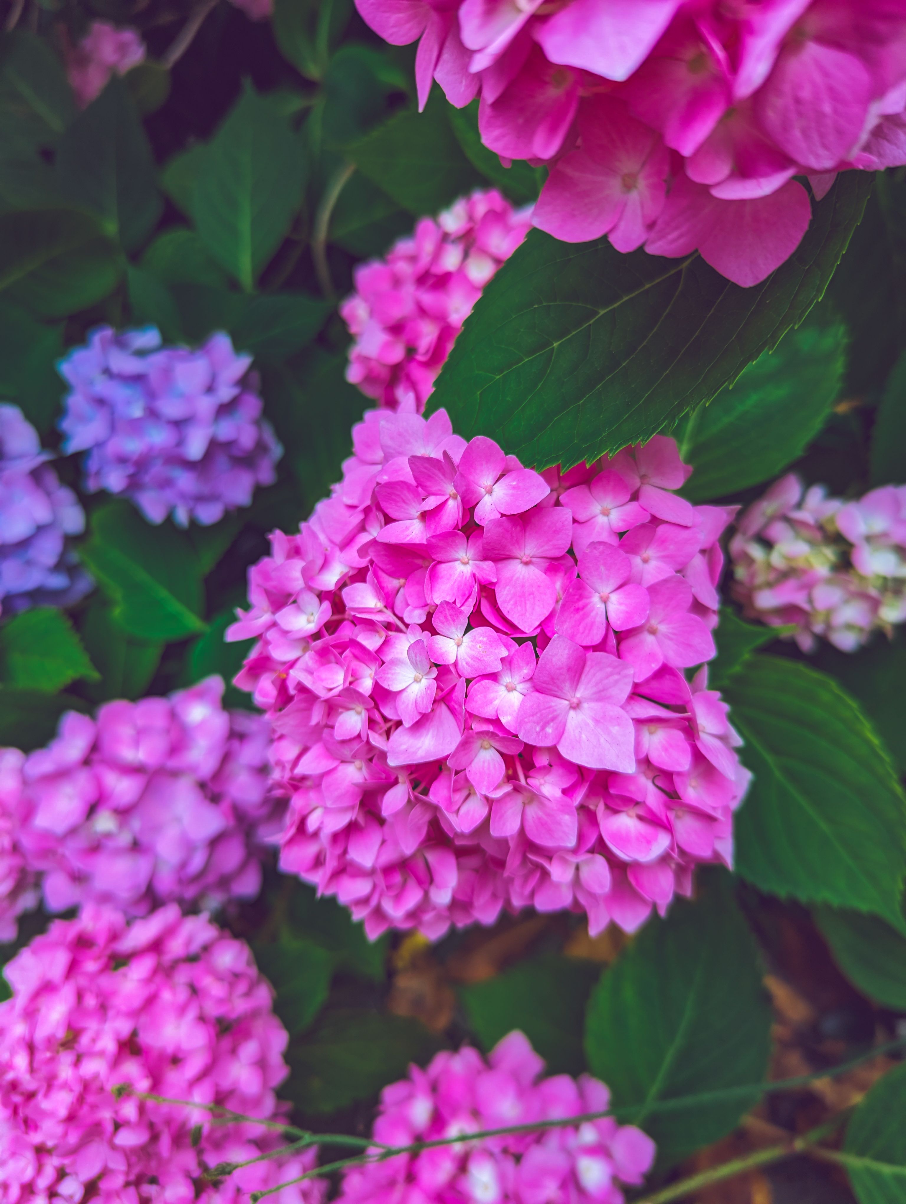 Close up of Hydrangea · Free Stock Photo