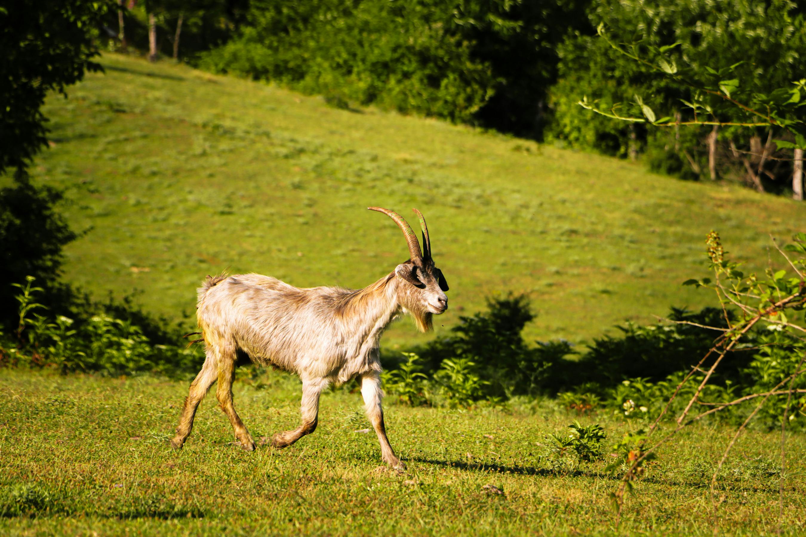 Close-up of a Goat Walking on the Pasture · Free Stock Photo