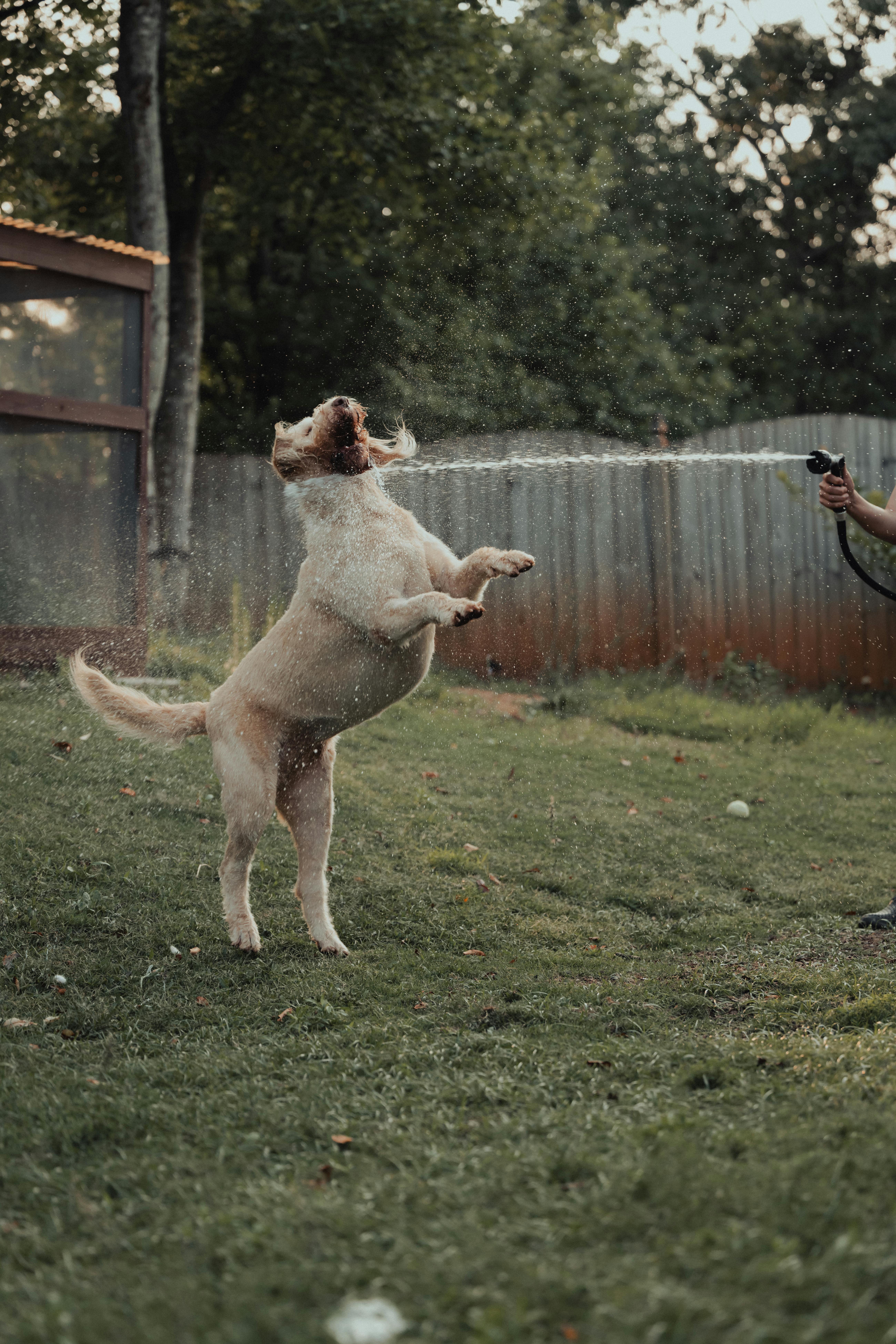 Dog Getting Sprayed with Garden Hose · Free Stock Photo