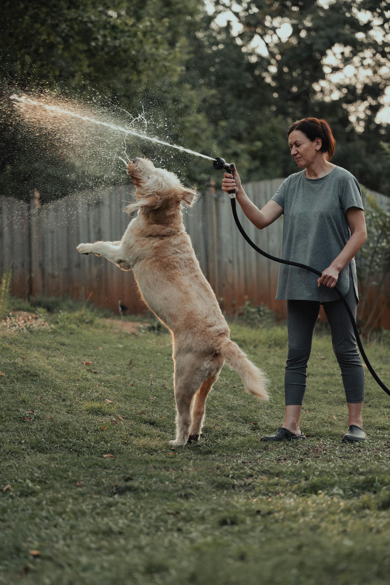 High Resolution Dog Photos, Download The BEST Free High Resolution Dog Stock Photos & HD Images