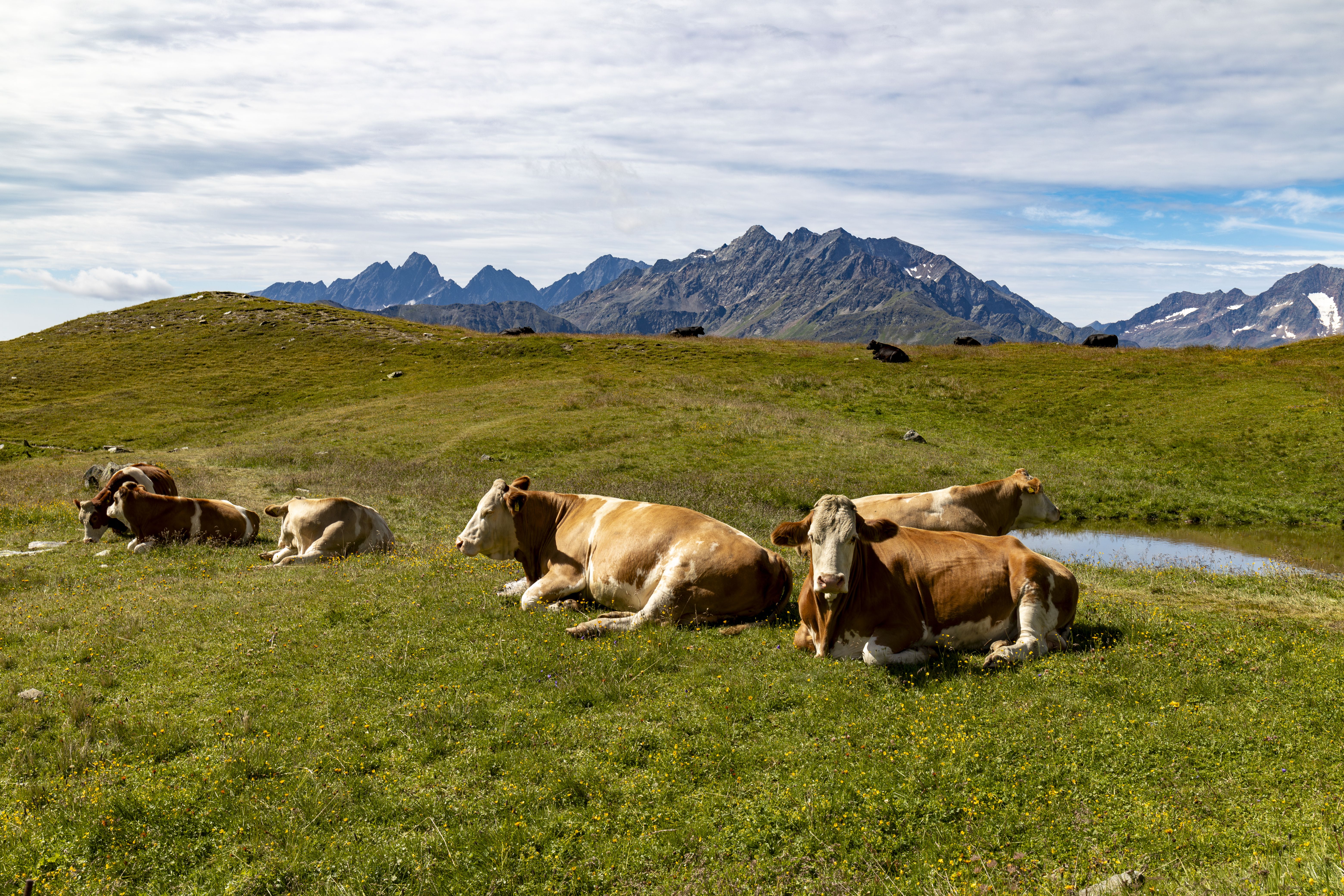 Cows Lying in the Pasture and Mountains in the Distance · Free Stock Photo