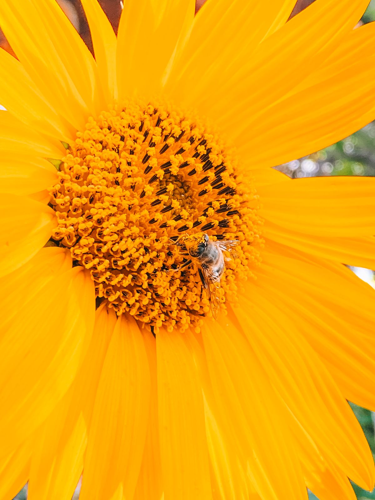 Sunflower Animated Photos, Download The BEST Free Sunflower Animated ...